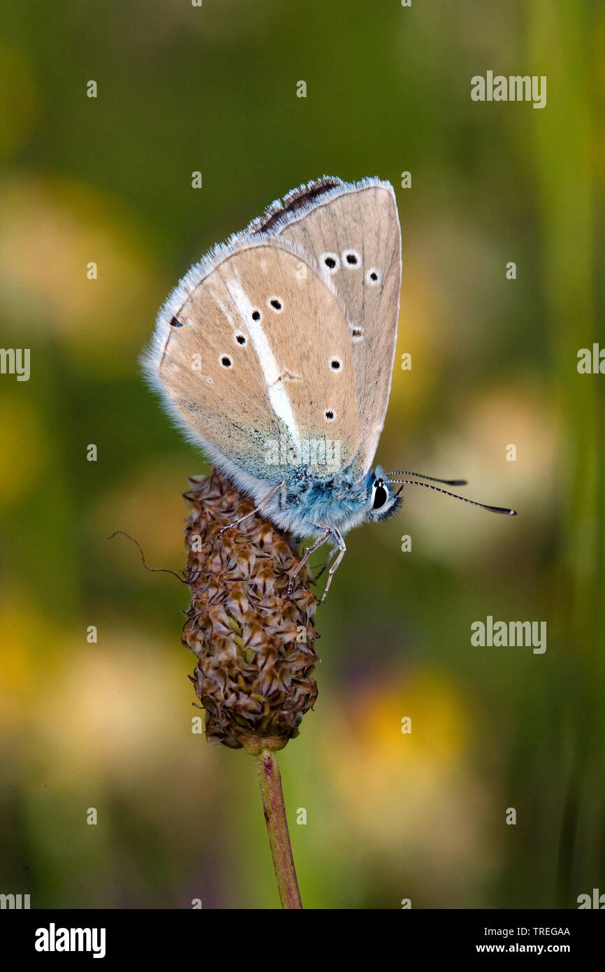damon blue (Polyommatus damon, Agrodiaetus damon), on plantain, Germany ...