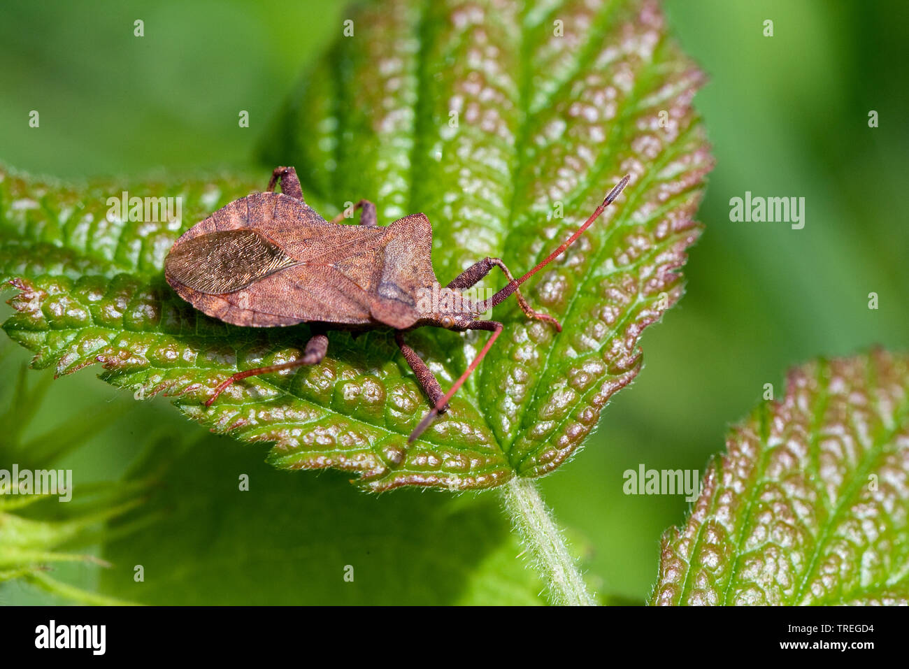Squash bug (Coreus marginatus, Mesocerus marginatus), sitting on a leaf ...