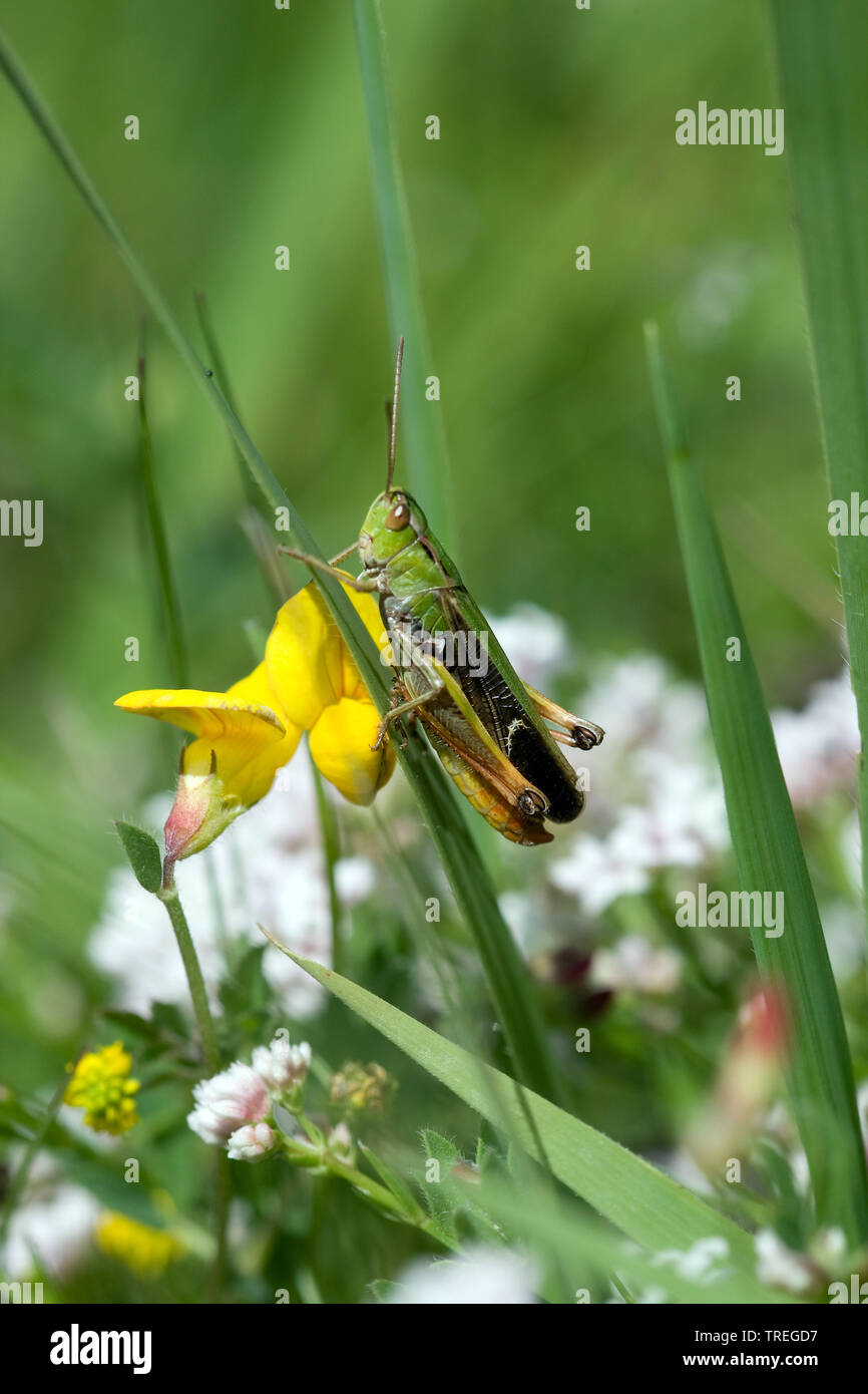 stripe-winged grasshopper, lined grasshopper (Stenobothrus lineatus ...