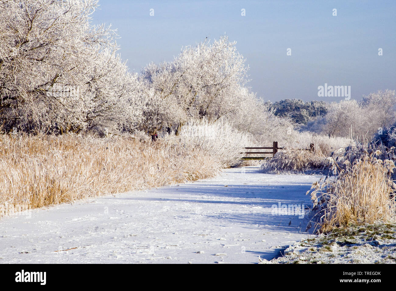 Ice on shrubs hi-res stock photography and images - Alamy