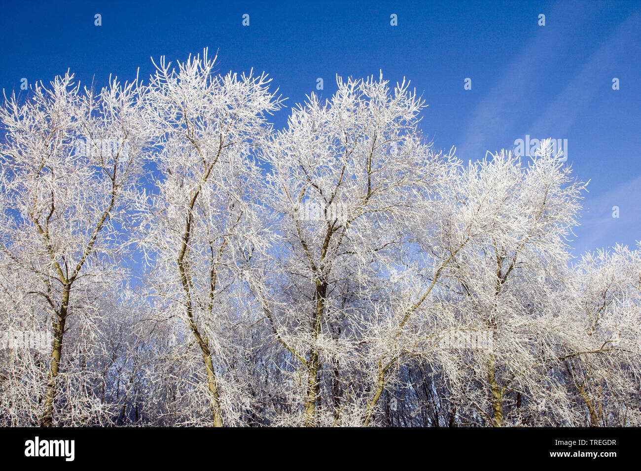 hoarfrost on trees and shrubs, Netherlands, Katwijk Stock Photo - Alamy