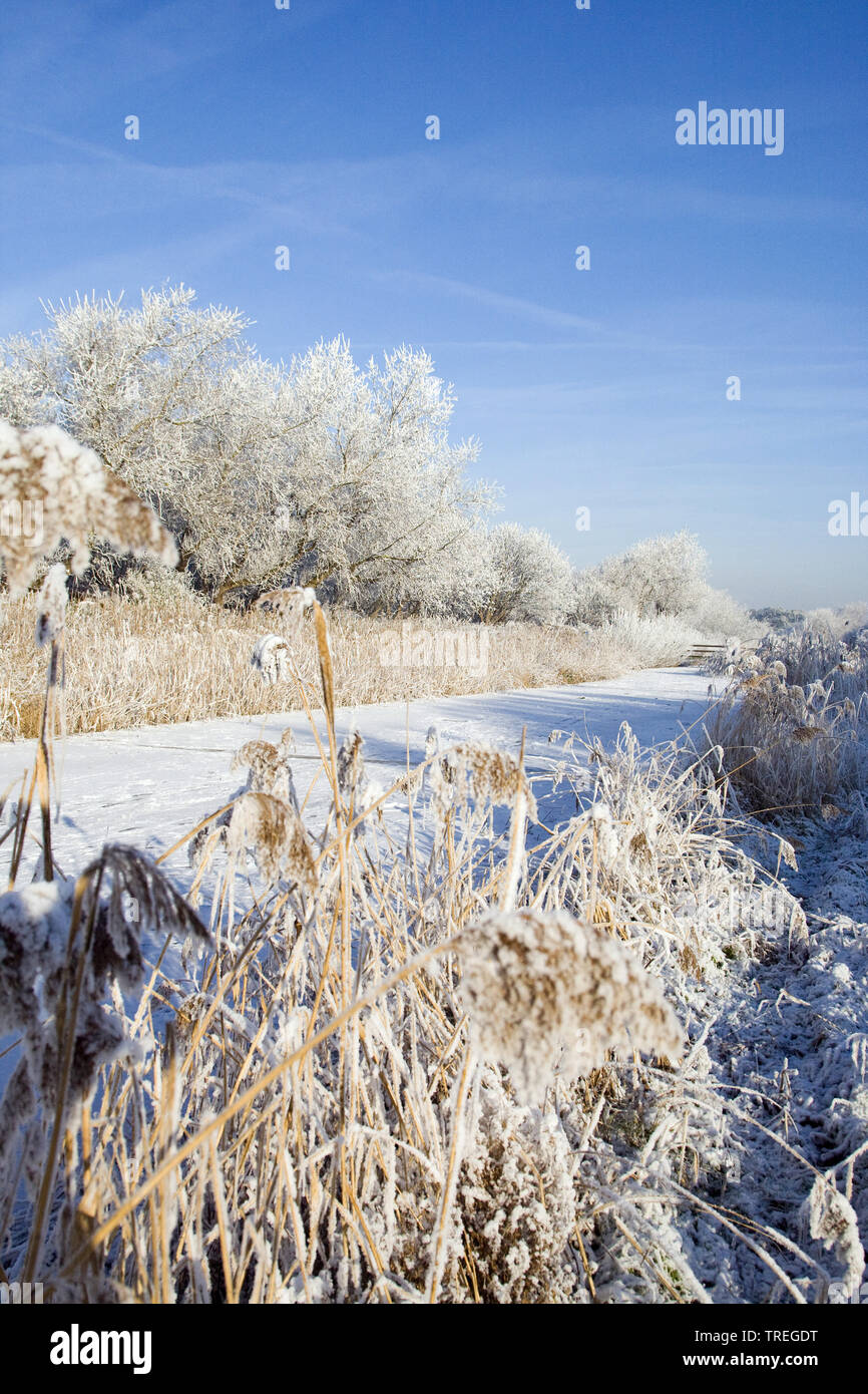 hoarfrost on trees and shrubs and frozen stretch of water, Netherlands ...