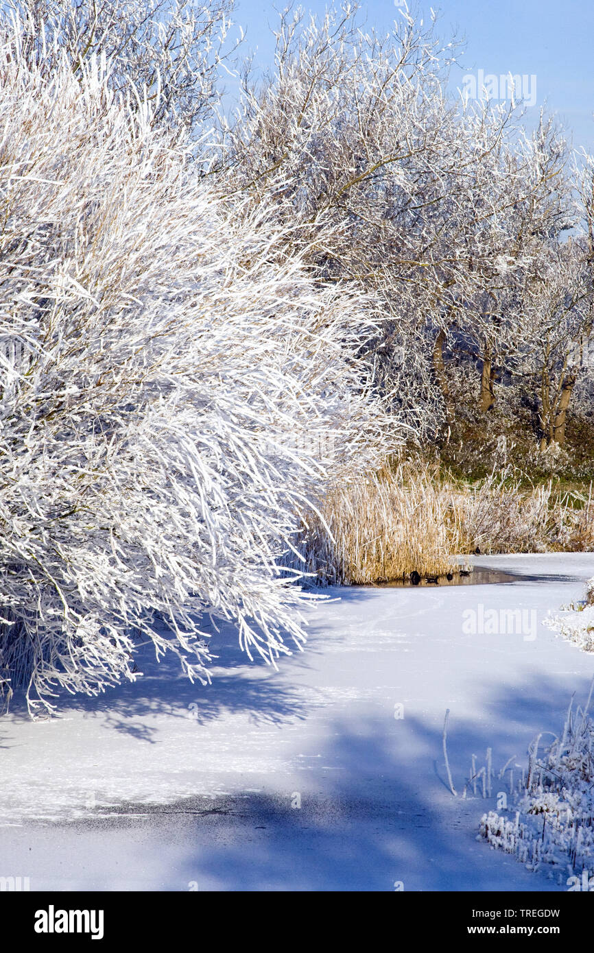 hoarfrost on trees and shrubs and frozen stretch of water, Netherlands ...