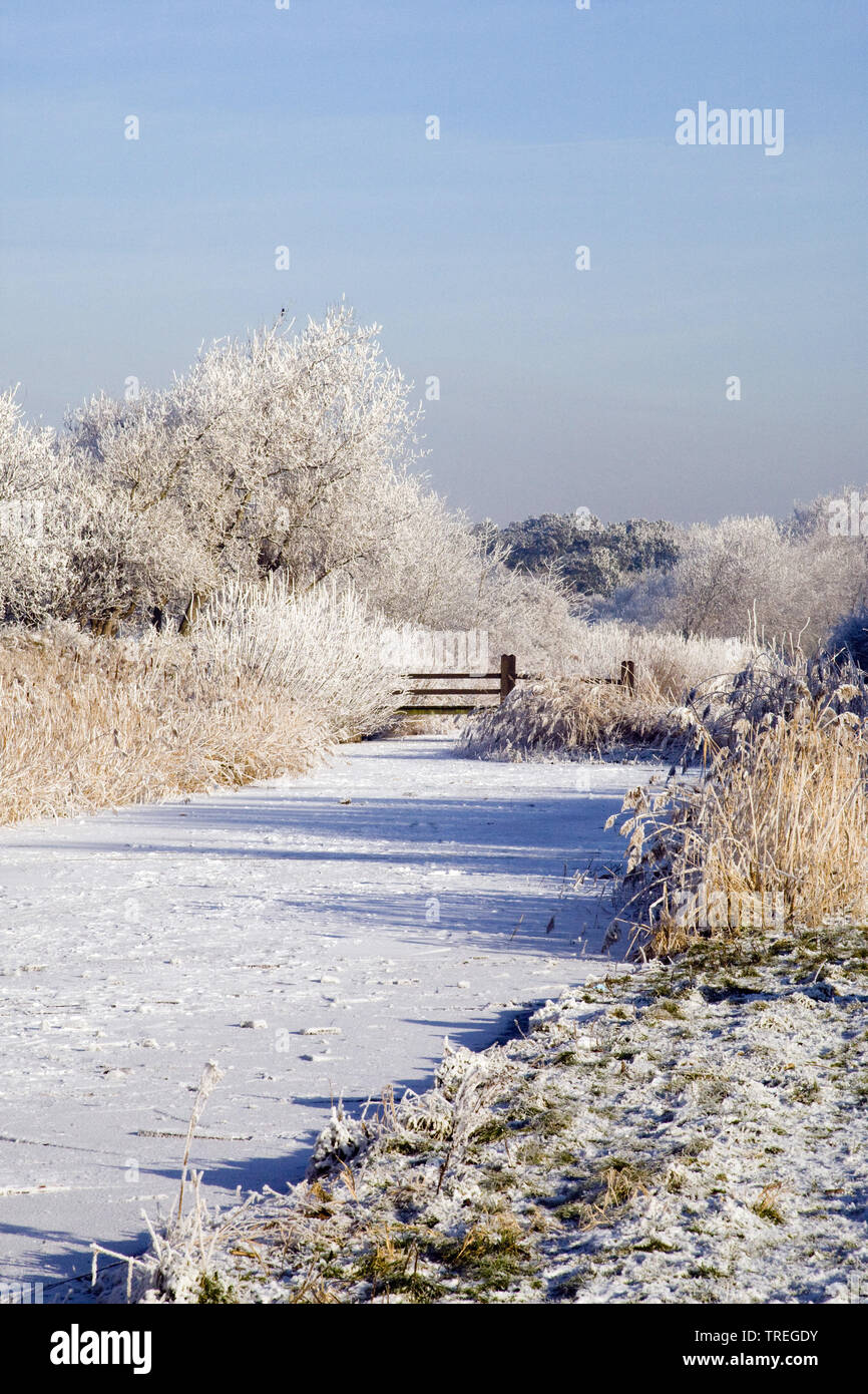 hoarfrost on trees and shrubs and frozen stretch of water, Netherlands ...