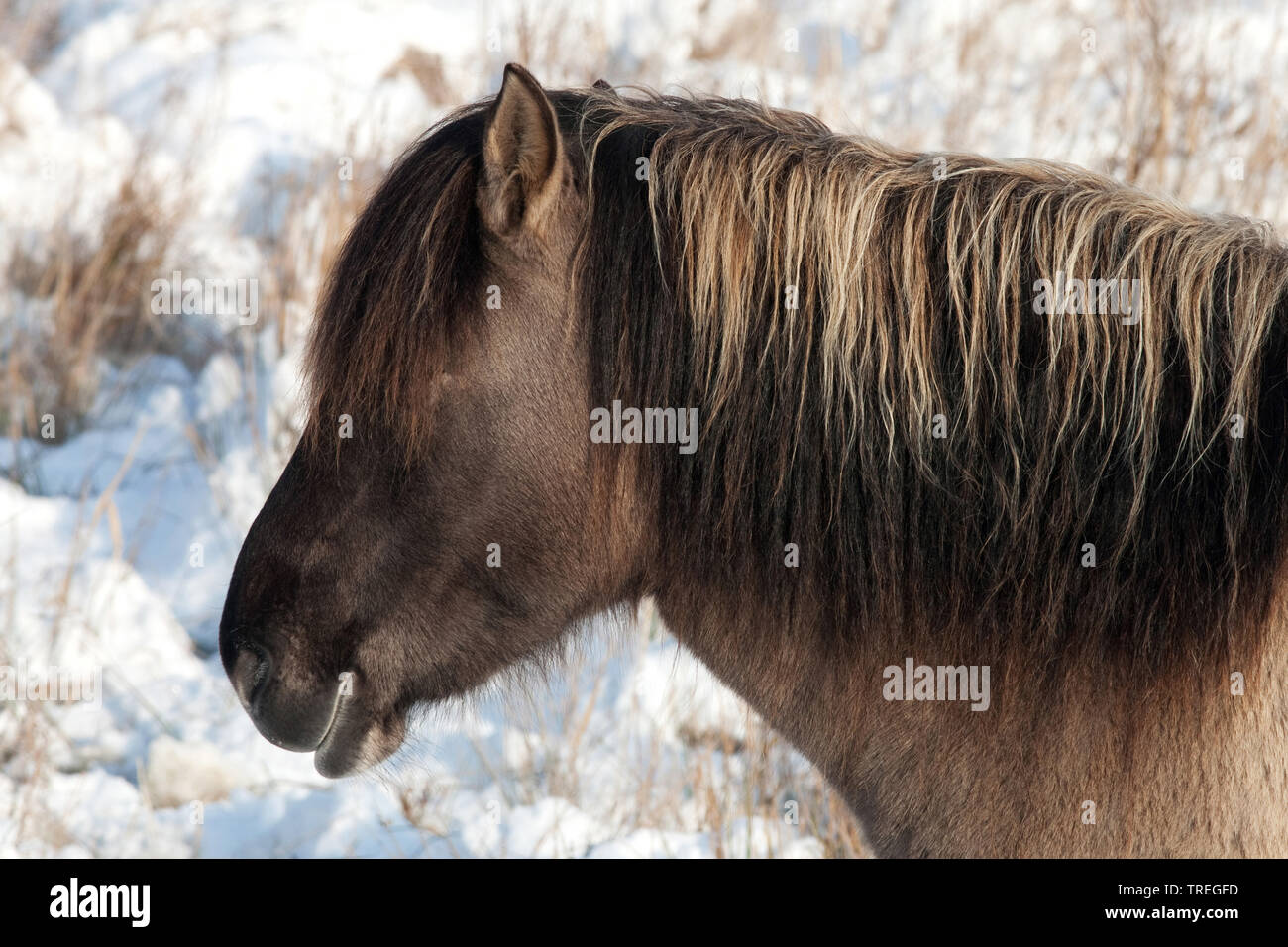 Konik horse (Equus przewalskii f. caballus), portrait in the snow, side ...