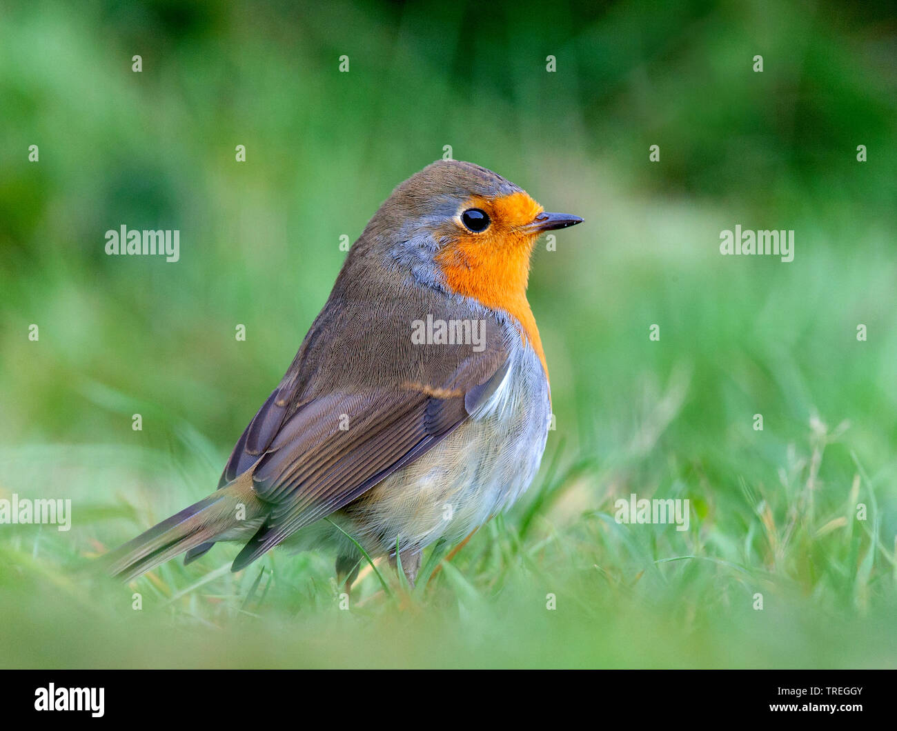 European robin (Erithacus rubecula), on lawn, Netherlands, Texel Stock ...