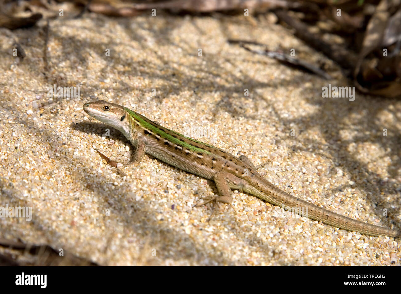Italian wall lizard, ruin lizard, European wall lizard (Podarcis ...
