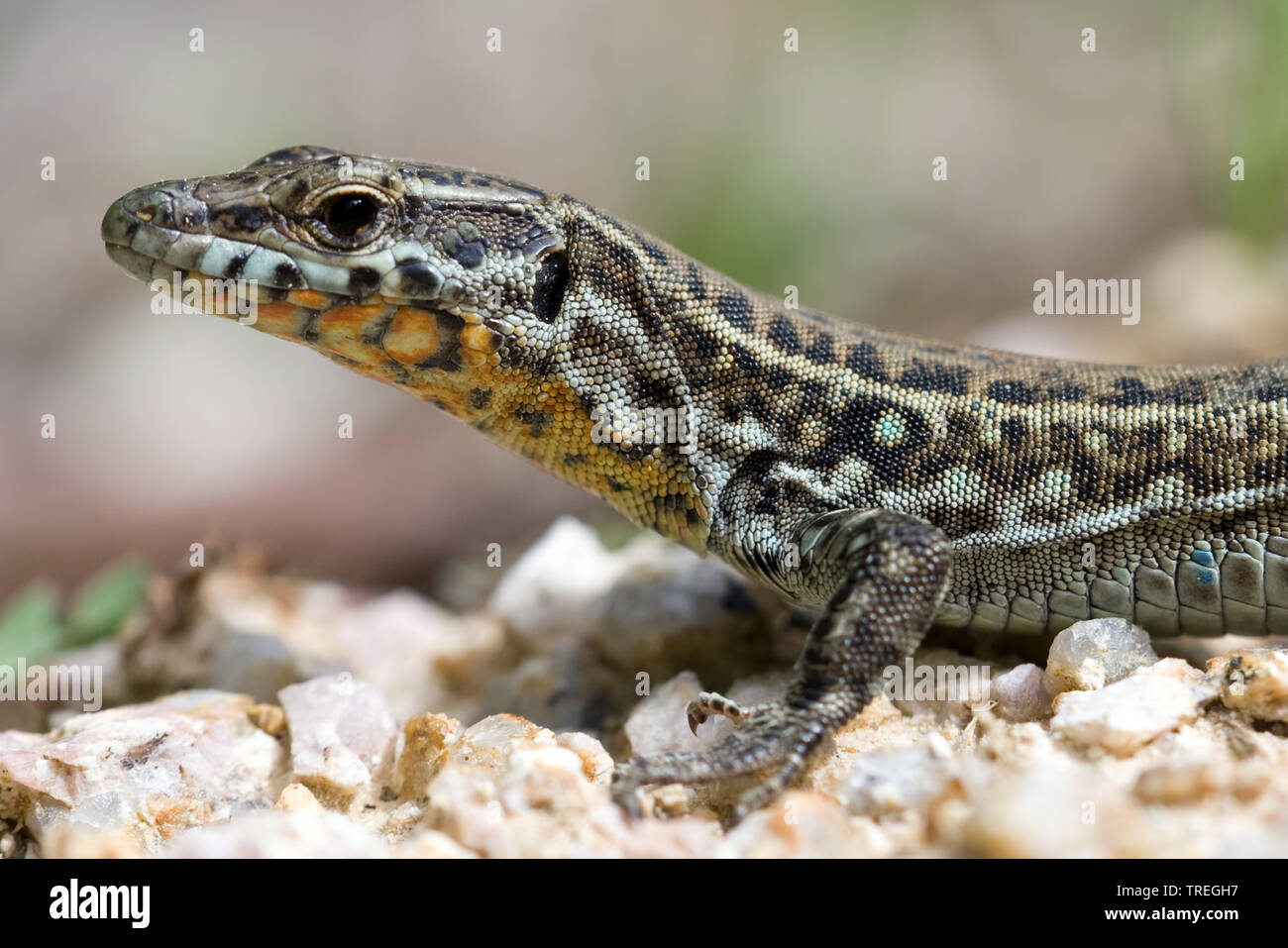 Italian wall lizard, ruin lizard, European wall lizard (Podarcis ...