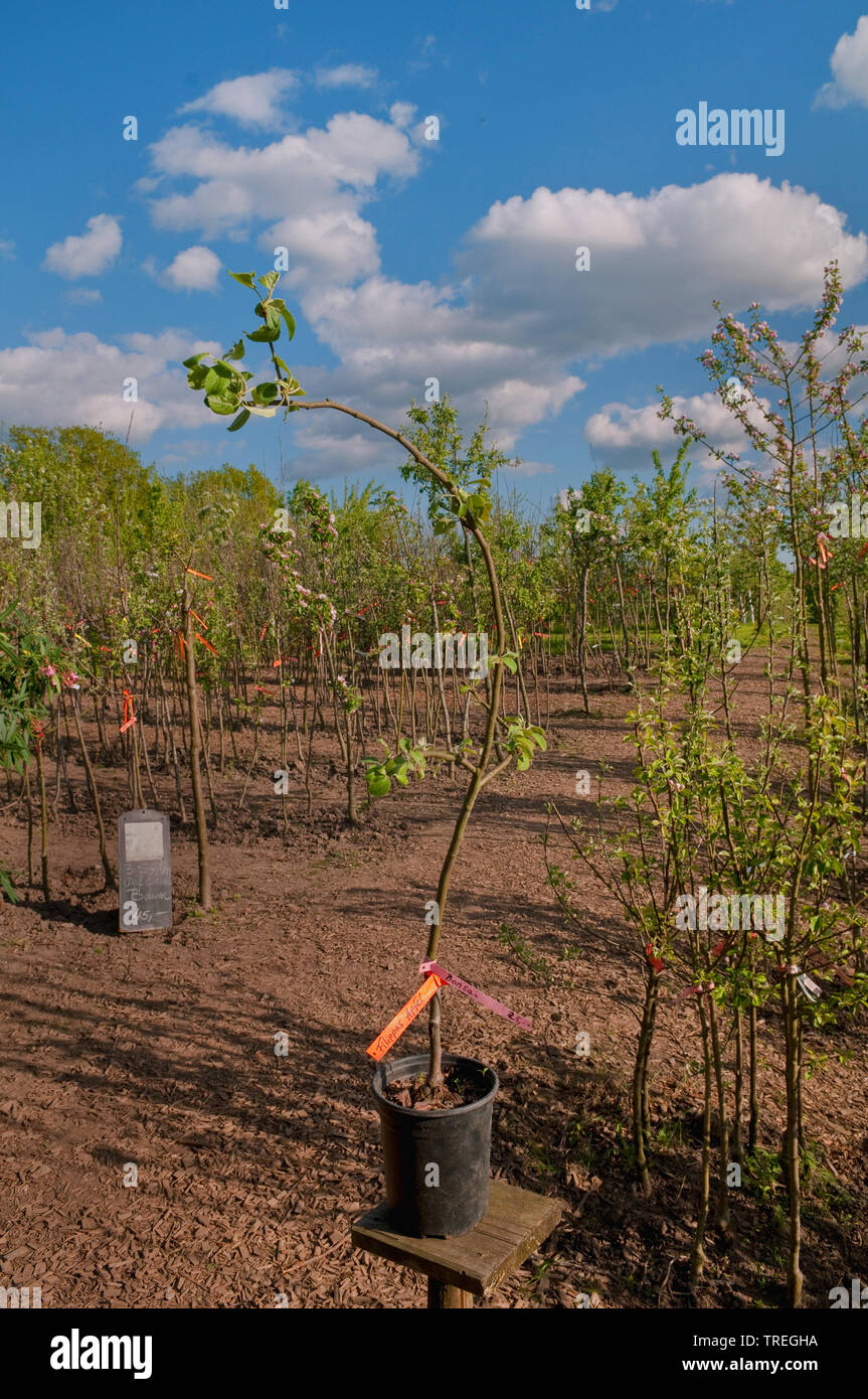Apple trees in pots nursery hi-res stock photography and images - Alamy
