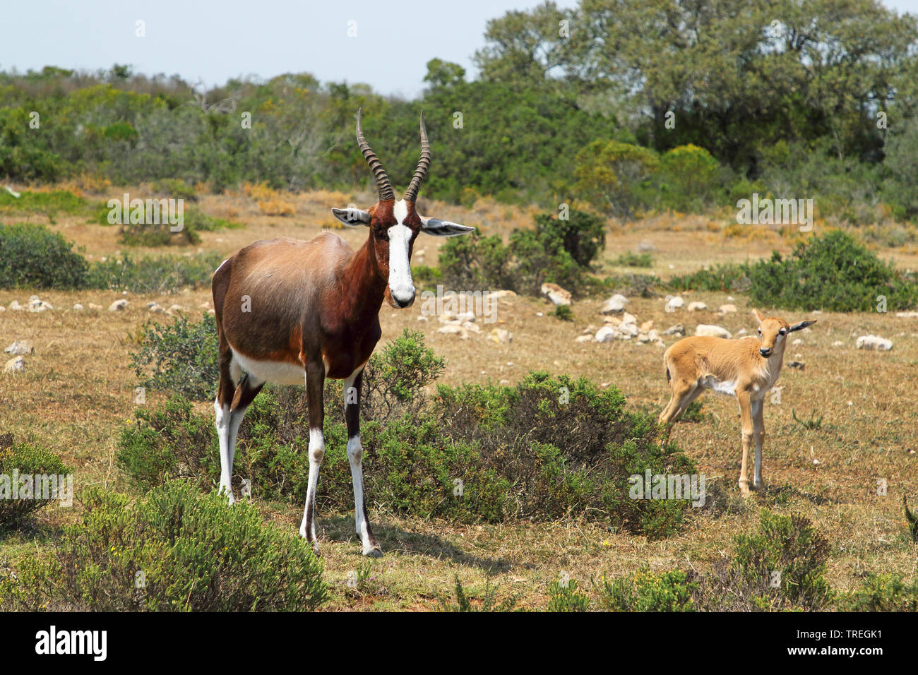 bontebok (Damaliscus pygargus, Damaliscus dorcas, Damaliscus dorcas ...