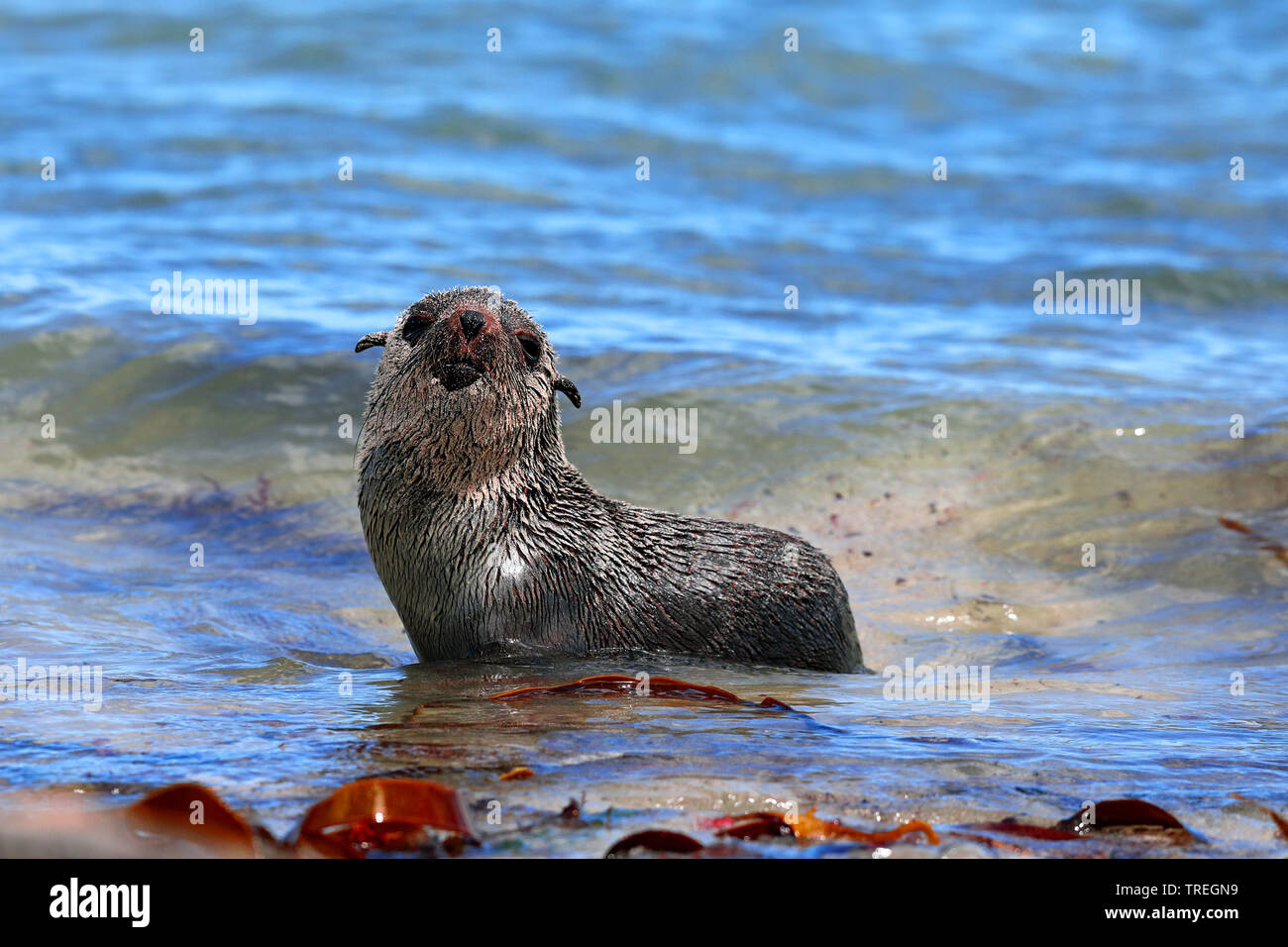 African clawless otter (Aonyx capensis), in water at shore, South ...