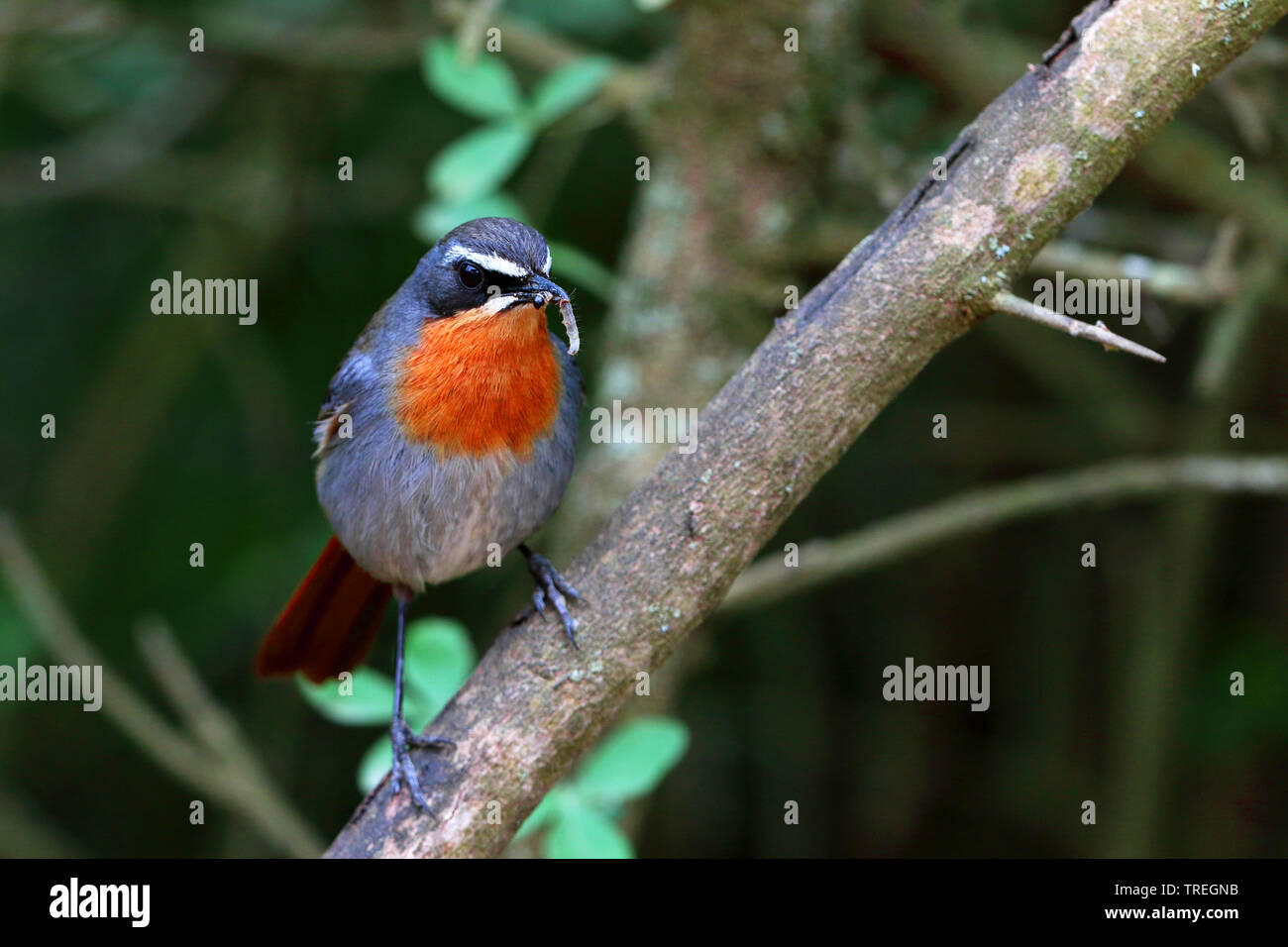Cape robin chat (Cossypha caffra), sitting on a bush with caterpillart ...