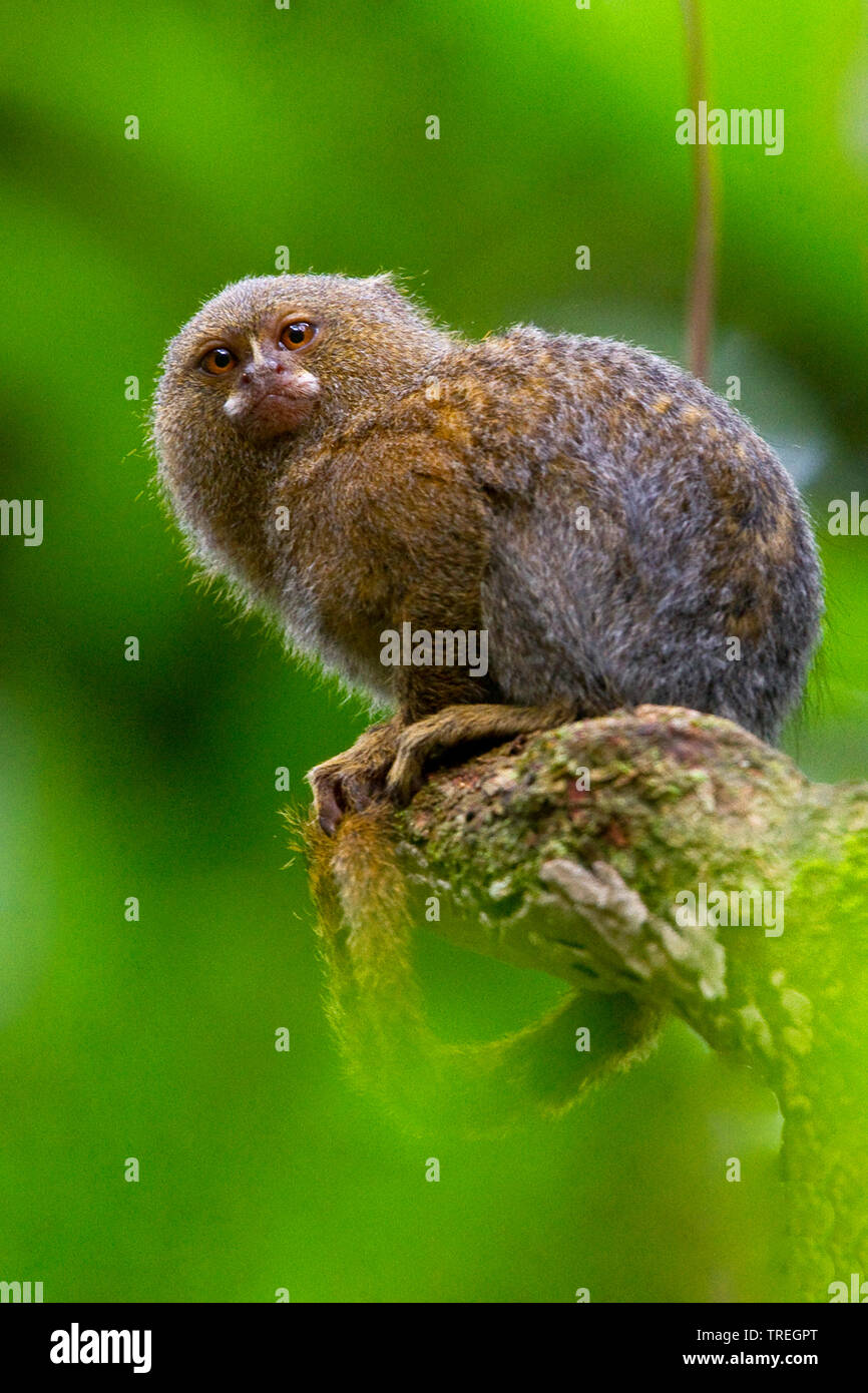 Pygmy marmoset (Cebuella pygmaea, Callithrix pygmaea), sitting on a ...