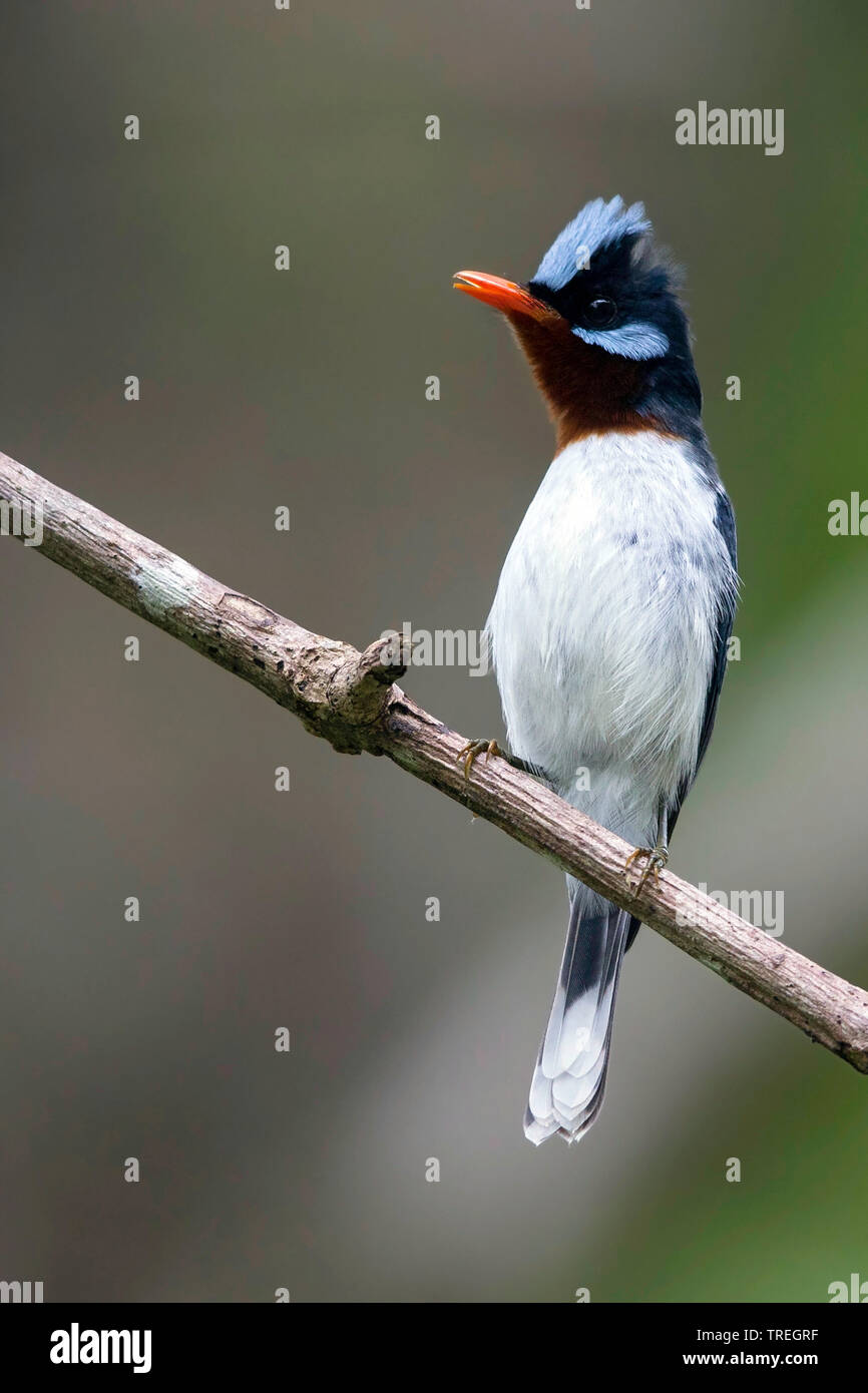 blue-headed flycatcher (Myiagra azureocapilla), an endemic to Fiji ...