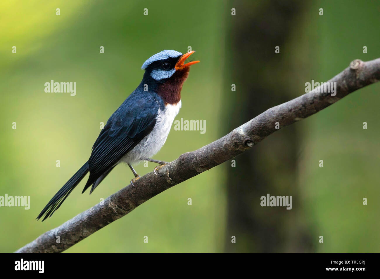 Twitter bird blue hi-res stock photography and images - Alamy