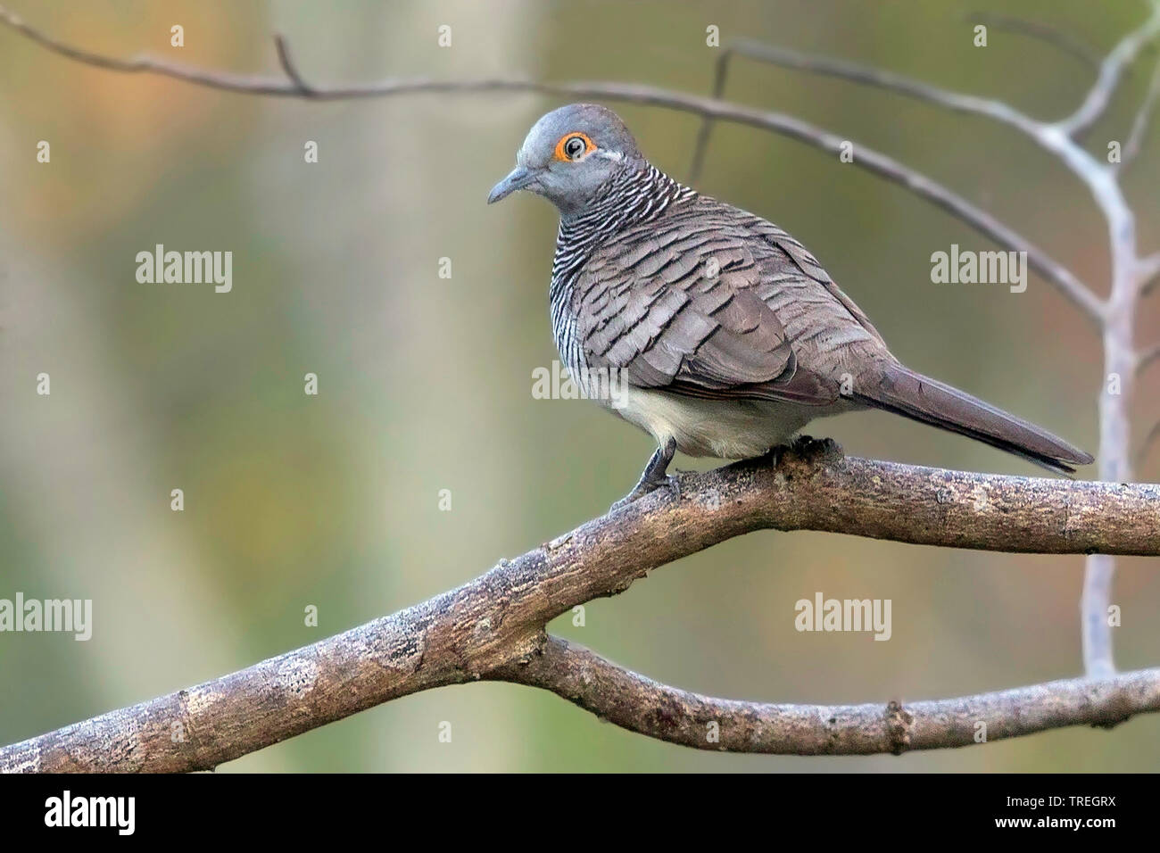 Barred Dove (Geopelia maugeus), is a small dove that is native and ...