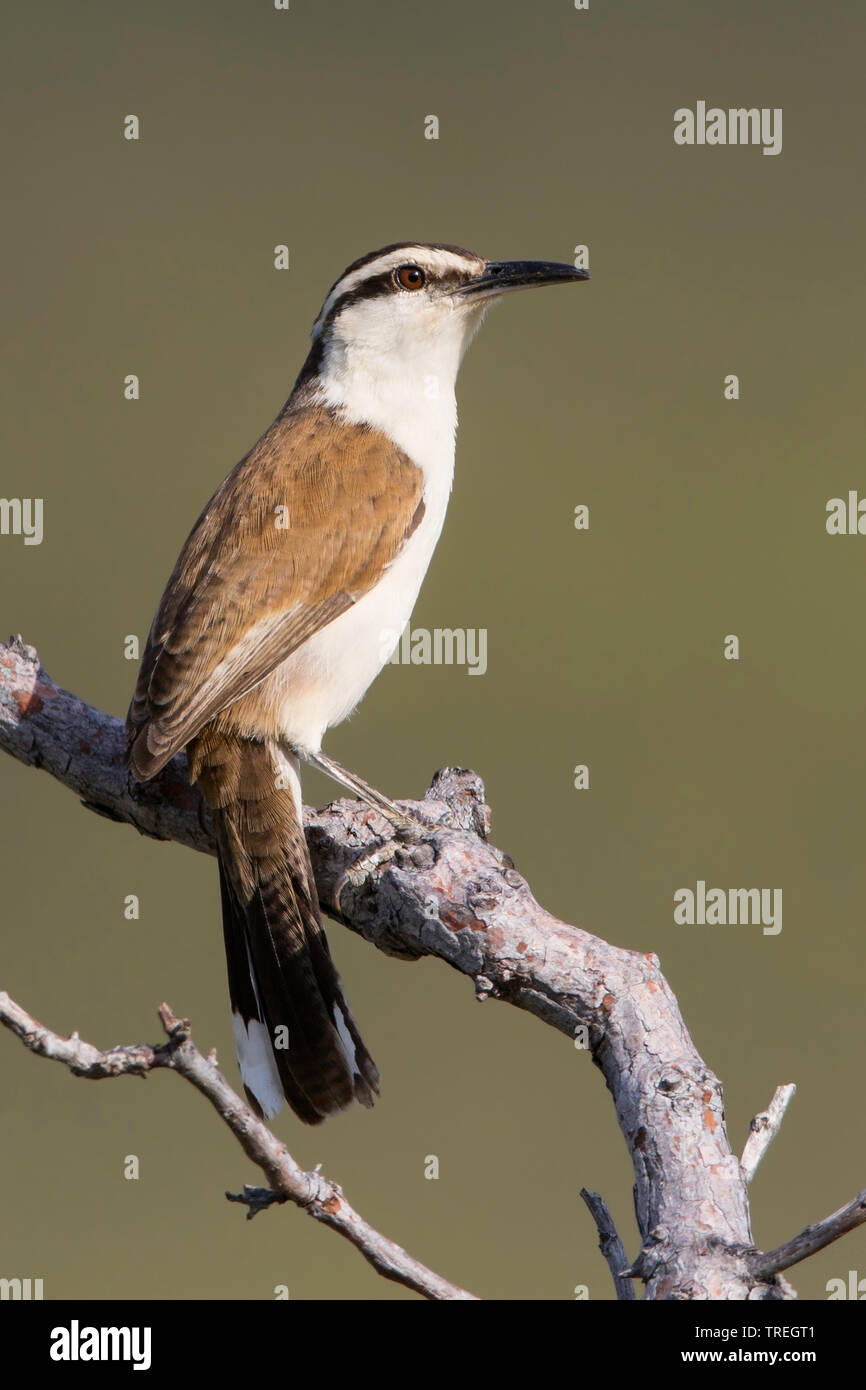 bicoloured wren (Campylorhynchus griseus), perched in a bush ...