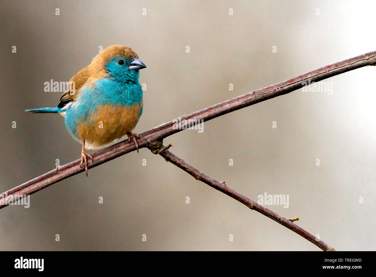 blue waxbill, Southern blue waxbill, blue-breasted waxbill, Southern ...