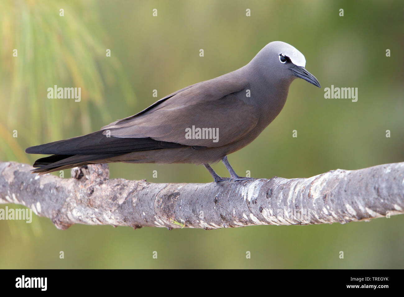 Common noddy, Brown Noddy (Anous stolidus), sitting on a branch ...