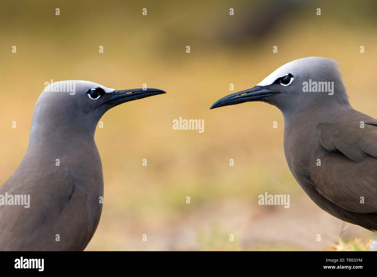 Common noddy, Brown Noddy (Anous stolidus), watching each other ...