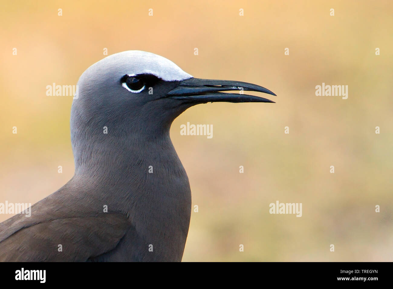 Common noddy, Brown Noddy (Anous stolidus), portrait, Africa, Rodrigues ...