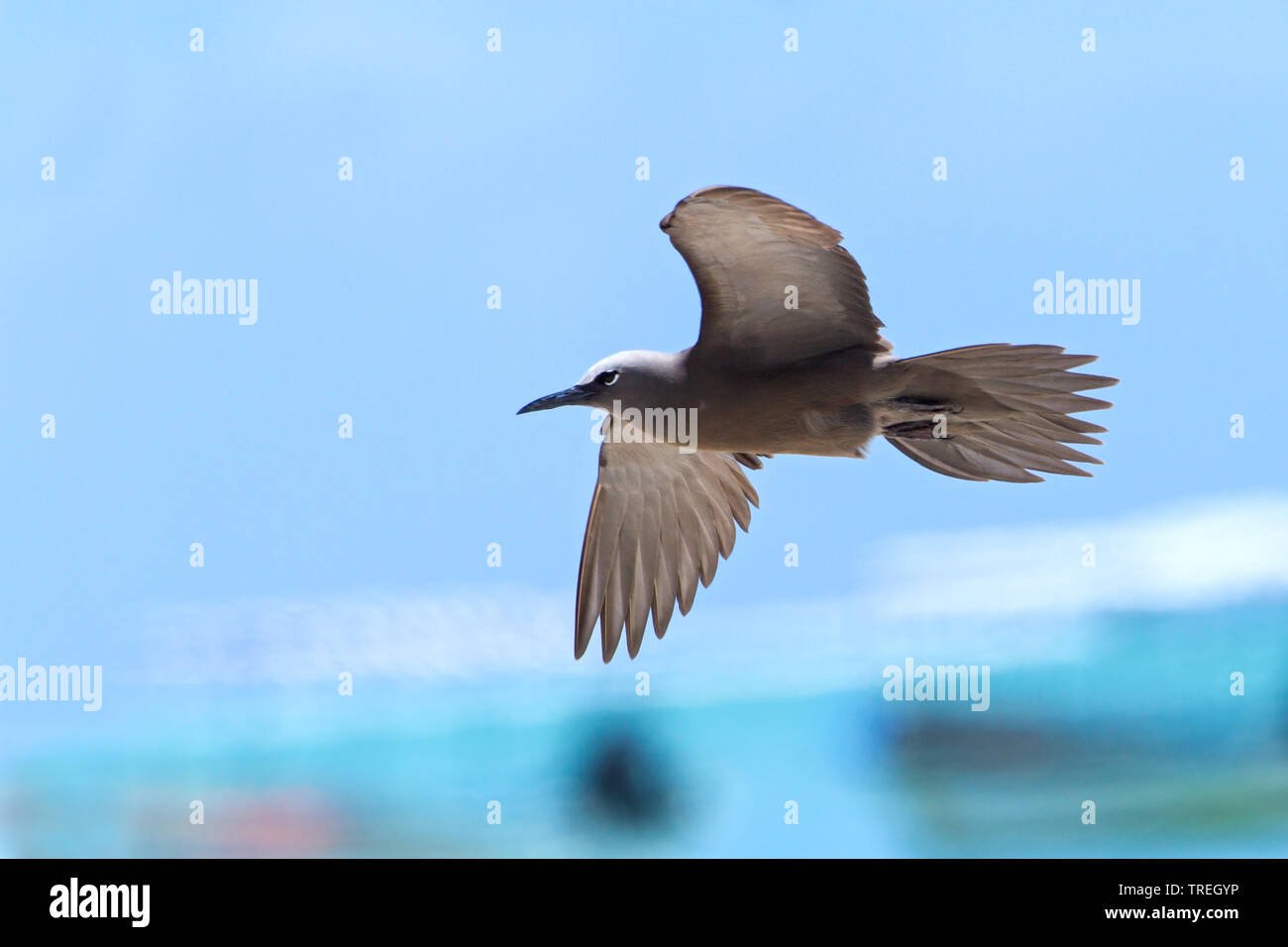Common noddy, Brown Noddy (Anous stolidus), flying, Mauritius ...