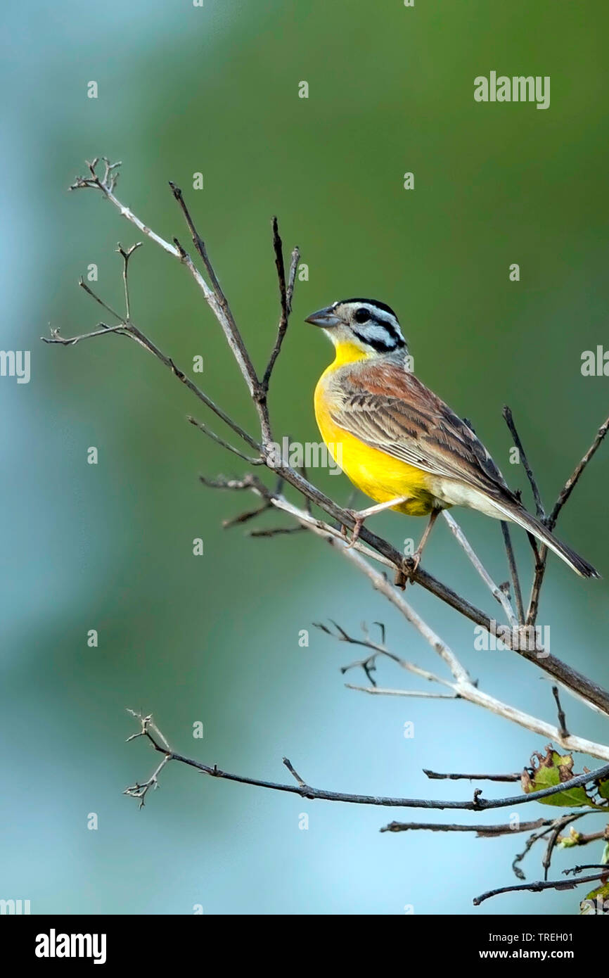 Brown rumped bunting hi-res stock photography and images - Alamy