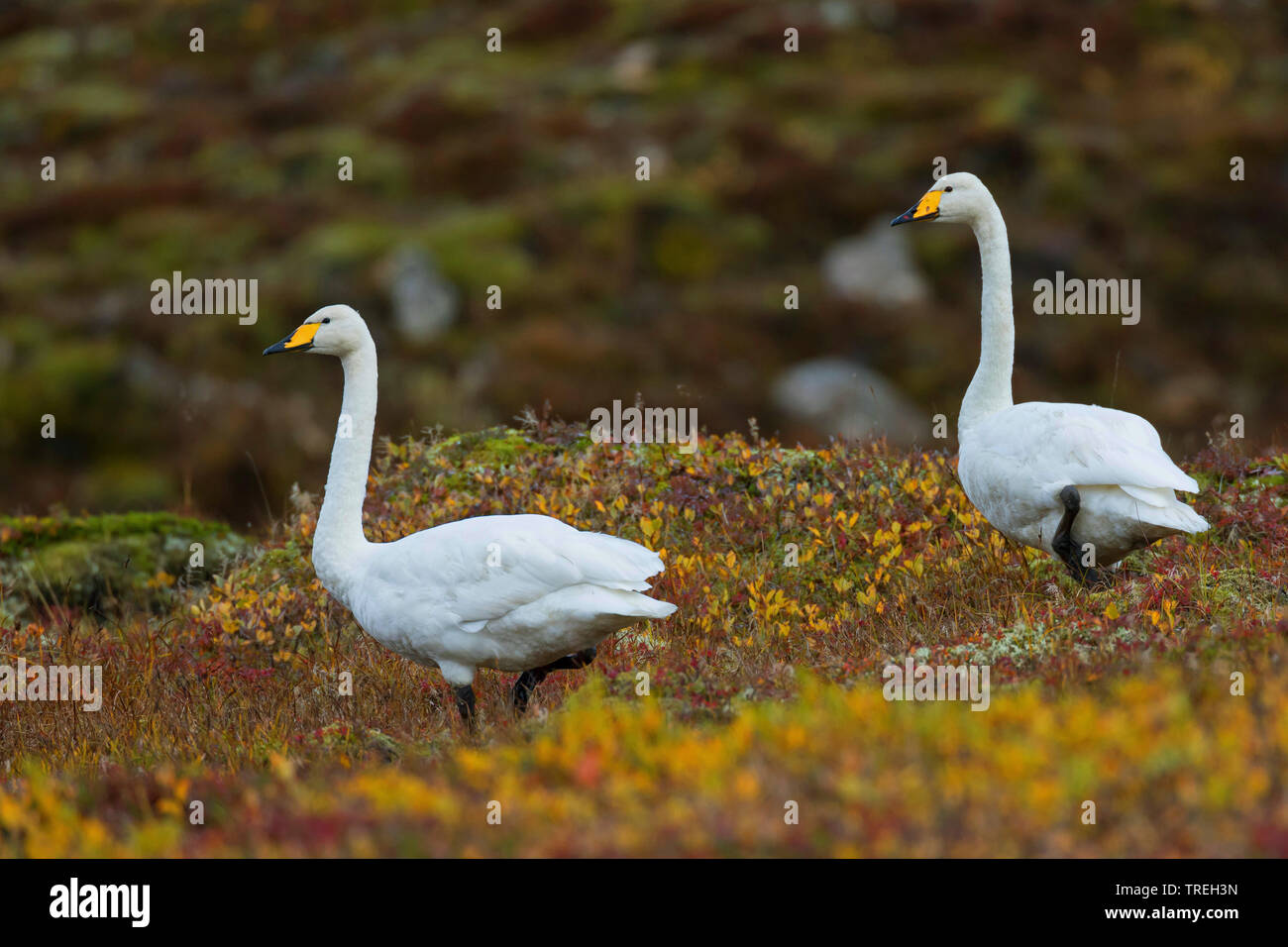 Animals in pairs hi-res stock photography and images - Alamy