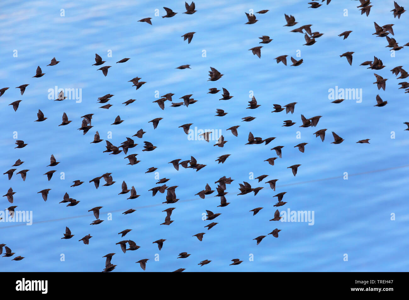 common starling (Sturnus vulgaris), flock in flight, Iceland Stock ...