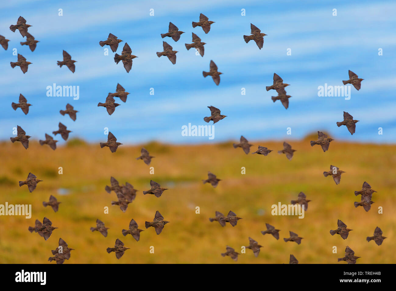 common starling (Sturnus vulgaris), flock in flight, Iceland Stock ...