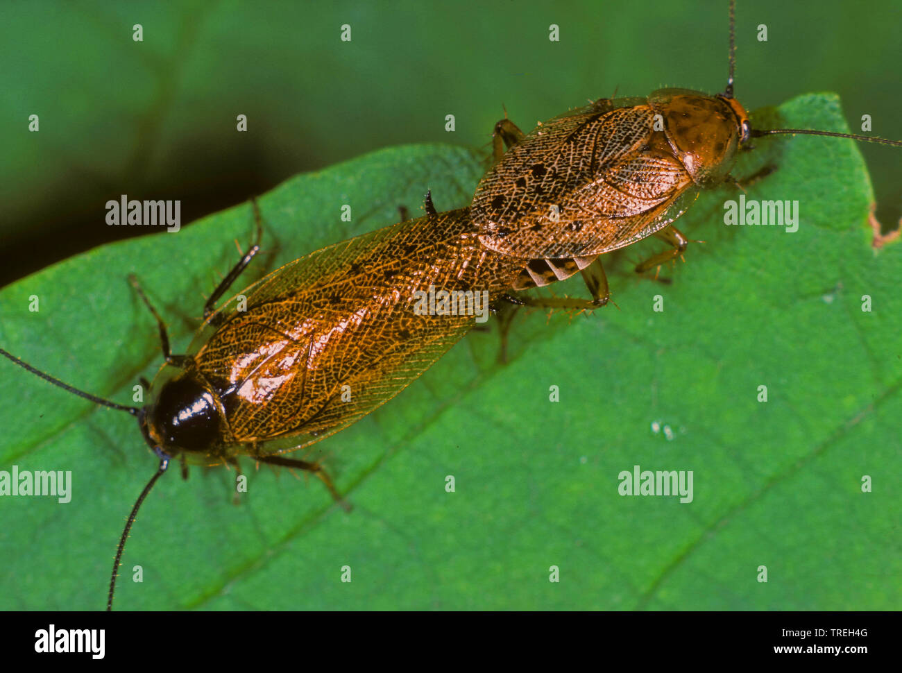 Tawny Cockroach, Ectobid cockroach (Ectobius lapponicus), mating ...