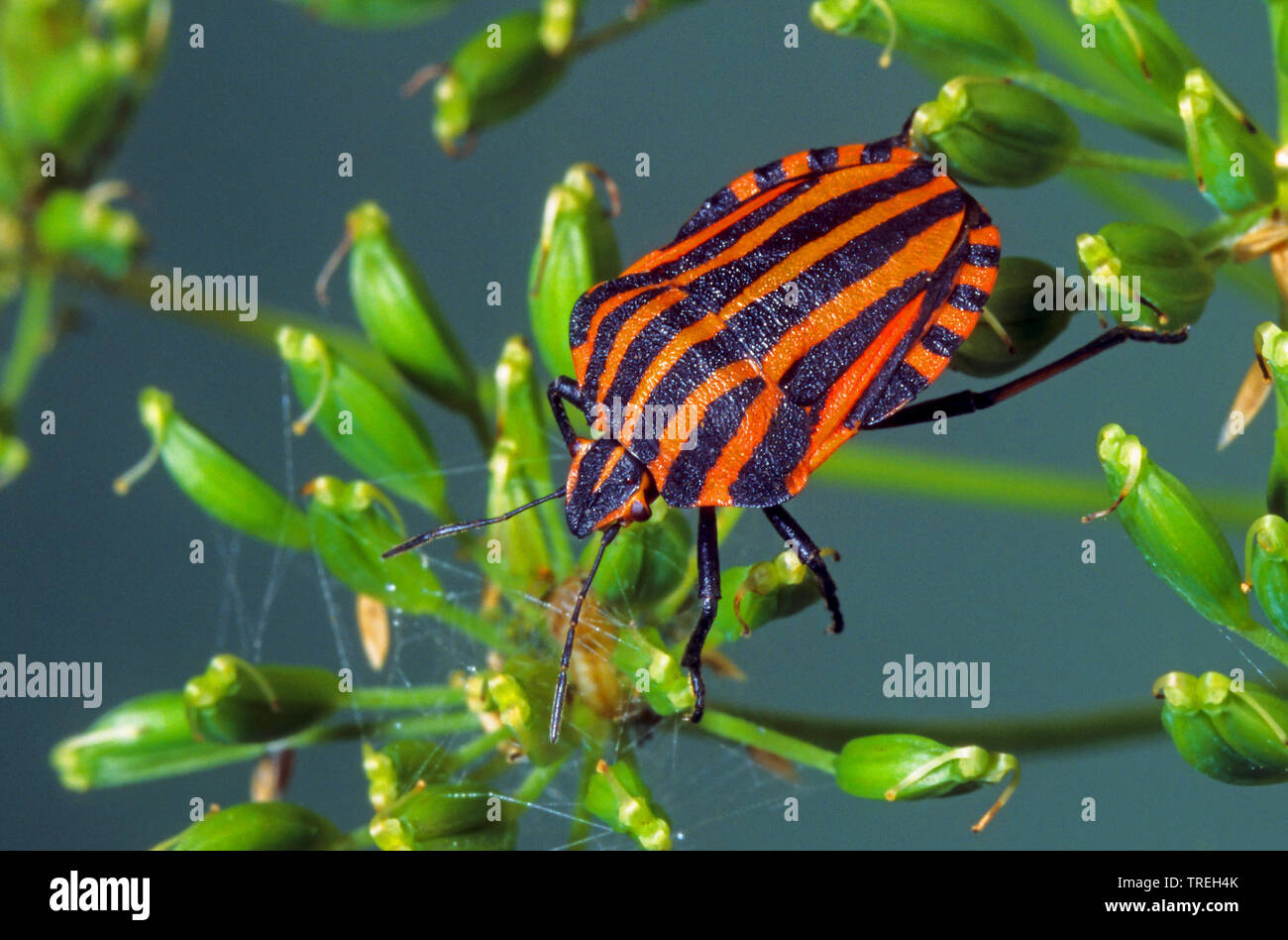 Striped insect hi-res stock photography and images - Alamy