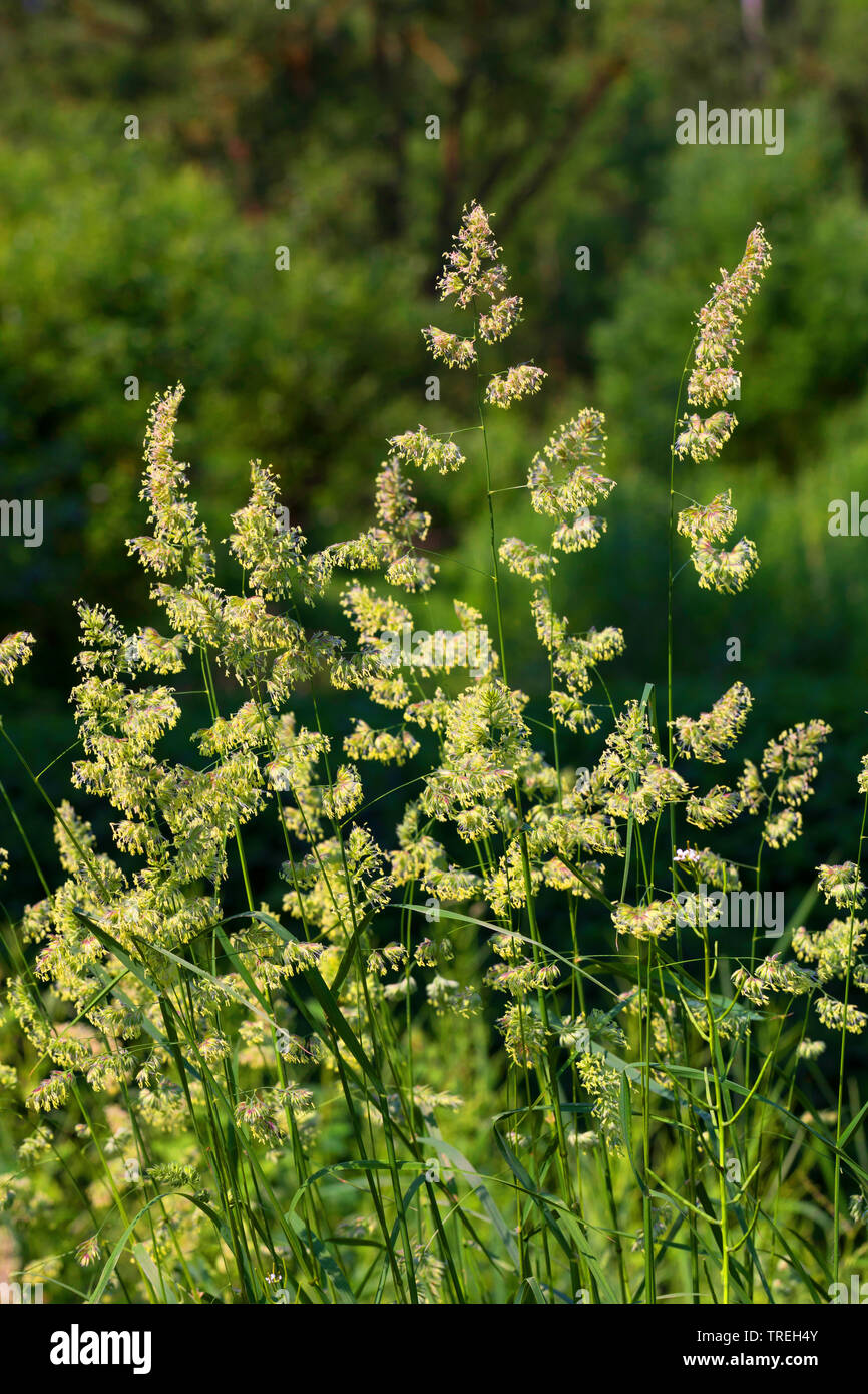 cocks-foot, orchard grass (Dactylis glomerata), blooming, Germany Stock ...