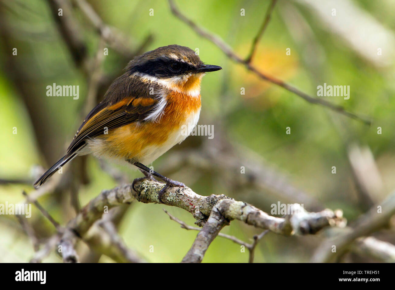 Batis hi-res stock photography and images - Alamy
