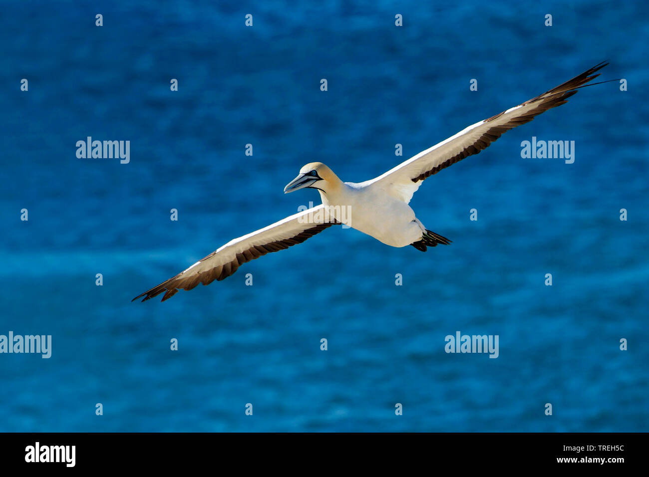 Cape gannet (Morus capensis), an endagered large seabird of the gannet ...