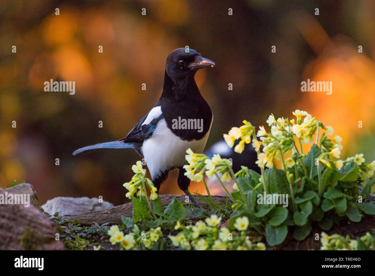 Magpie in spring hi-res stock photography and images - Alamy