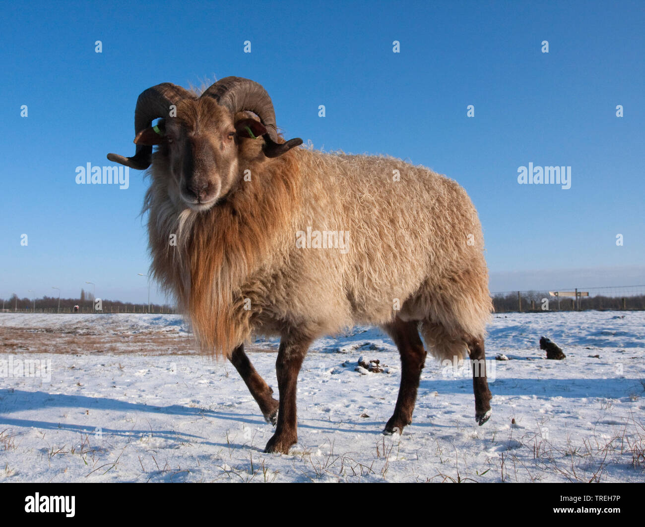 Sheep animal ram livestock hi-res stock photography and images - Alamy