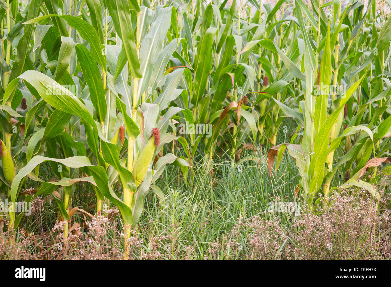 Sweet corn in the garden Stock Photo - Alamy