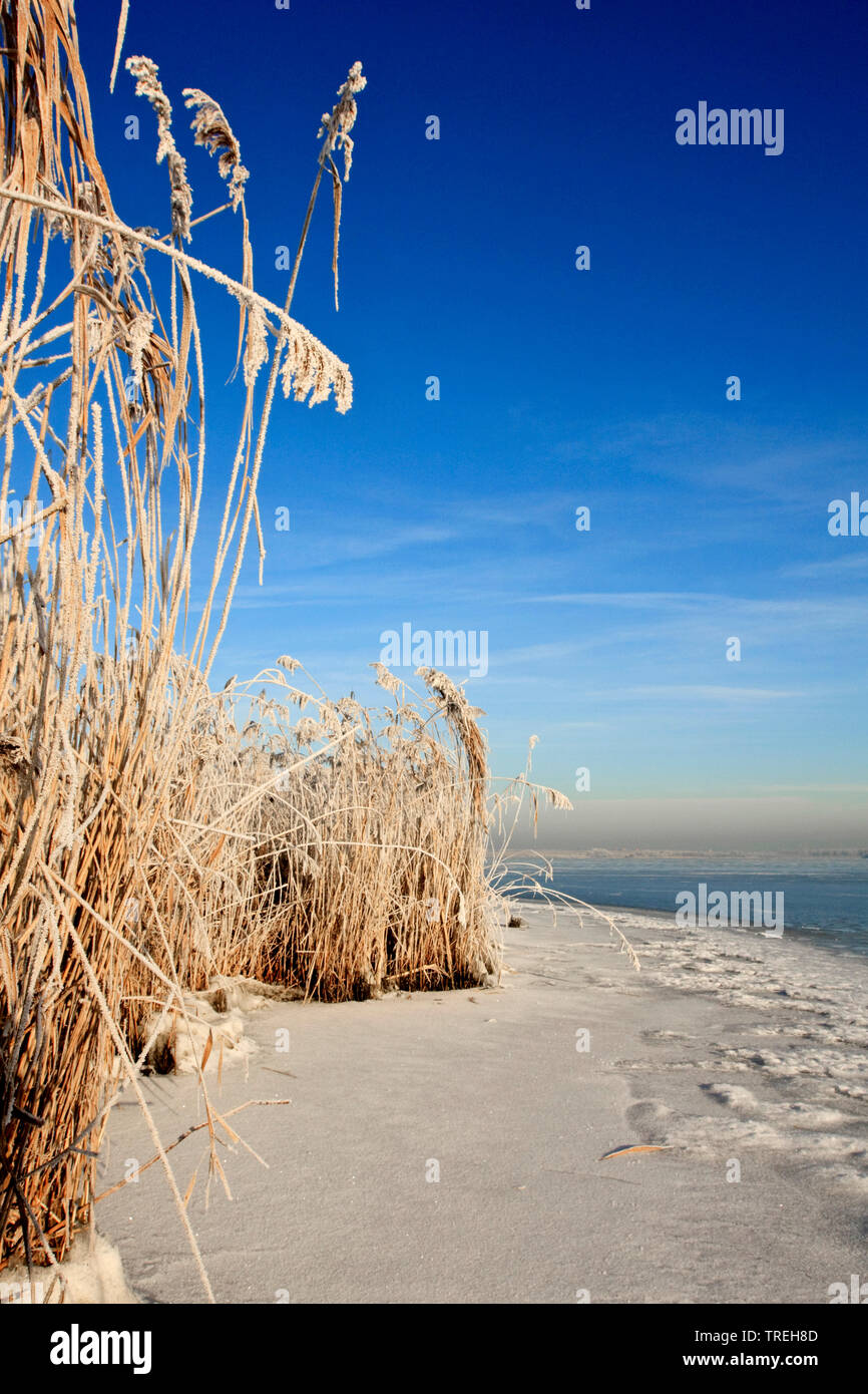 reed grass, common reed (Phragmites communis, Phragmites australis ...