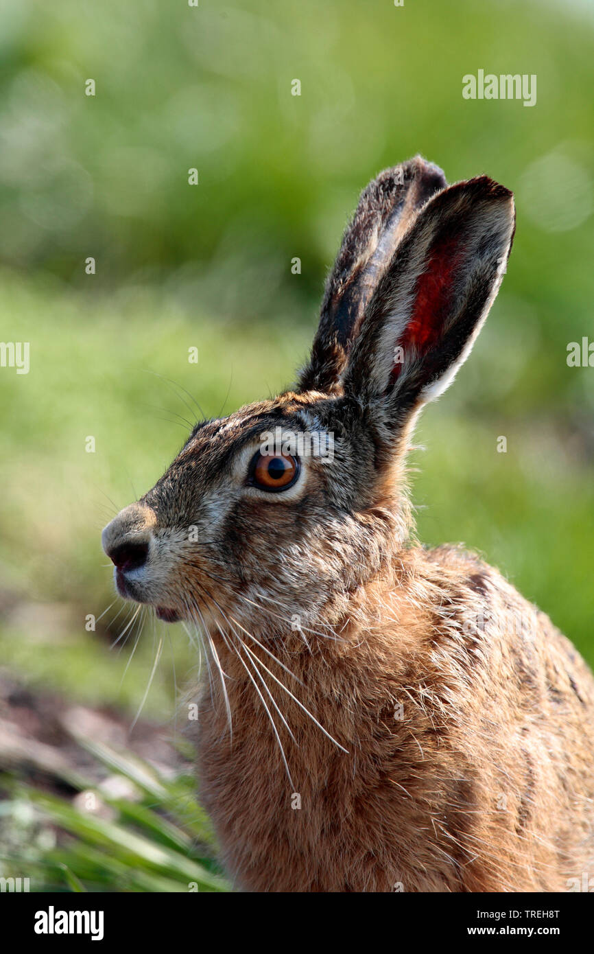 Side view portrait brown hare hi-res stock photography and images - Alamy