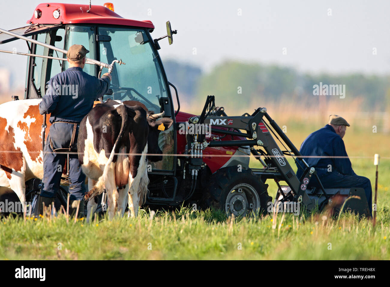 Tractor cows hi-res stock photography and images - Alamy