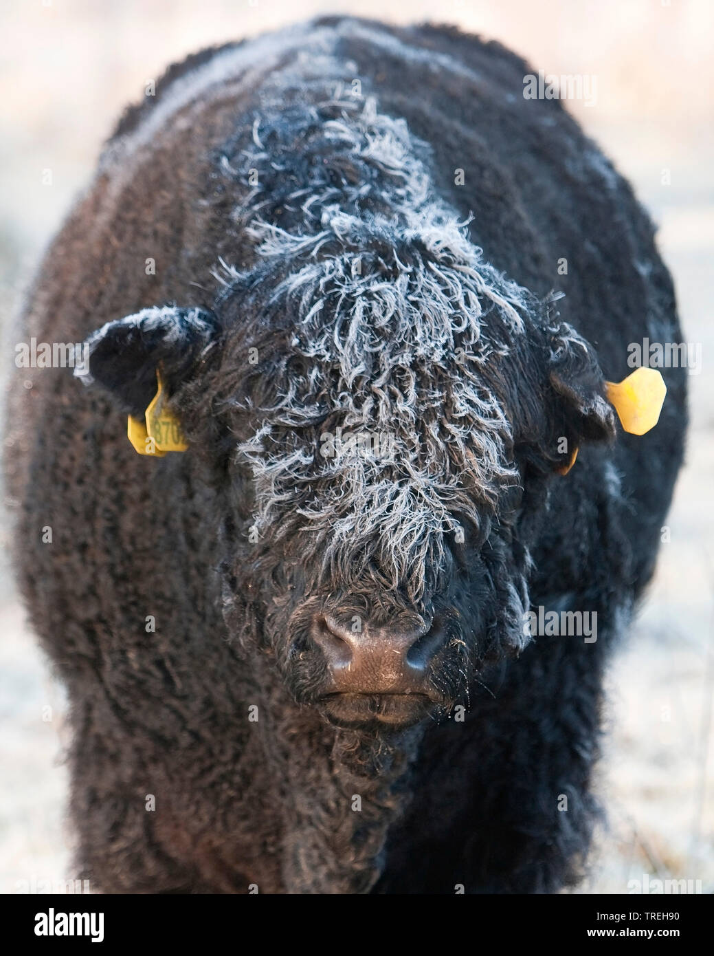 Cattle head head hi-res stock photography and images - Alamy