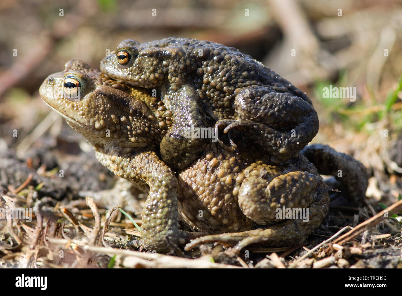 Sapo amplexus hi-res stock photography and images - Alamy