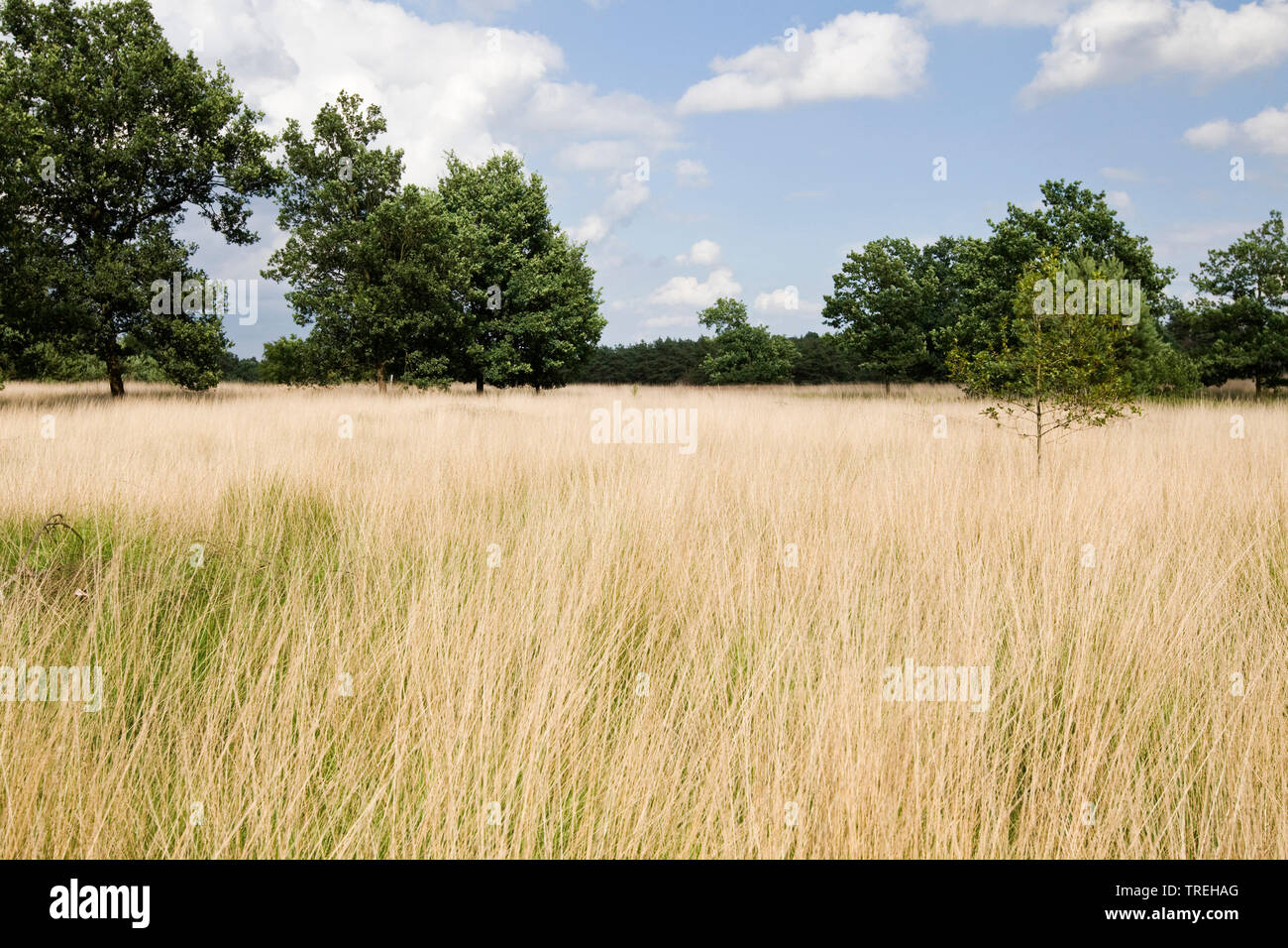 purple moor-grass (Molinia caerulea), Nature reserve Greveschutven ...