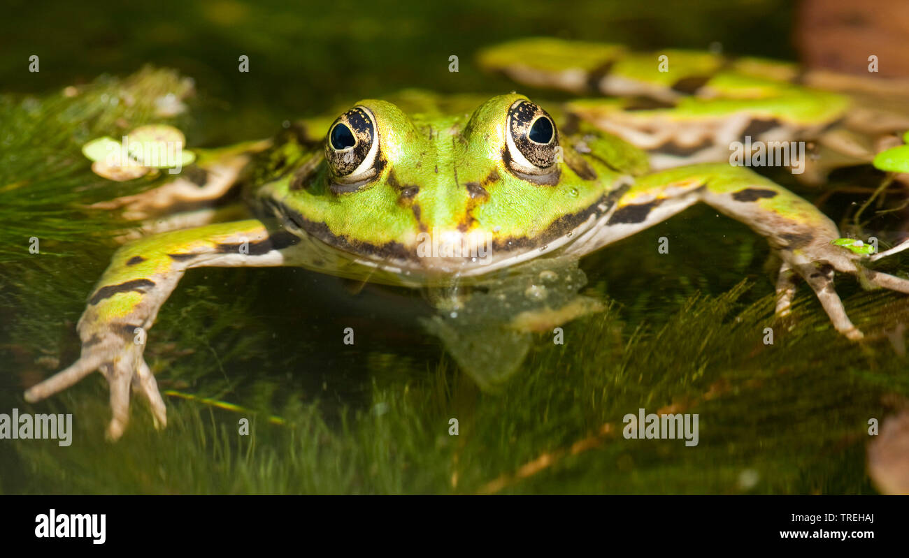 European edible frog, common edible frog (Rana kl. esculenta, Rana ...