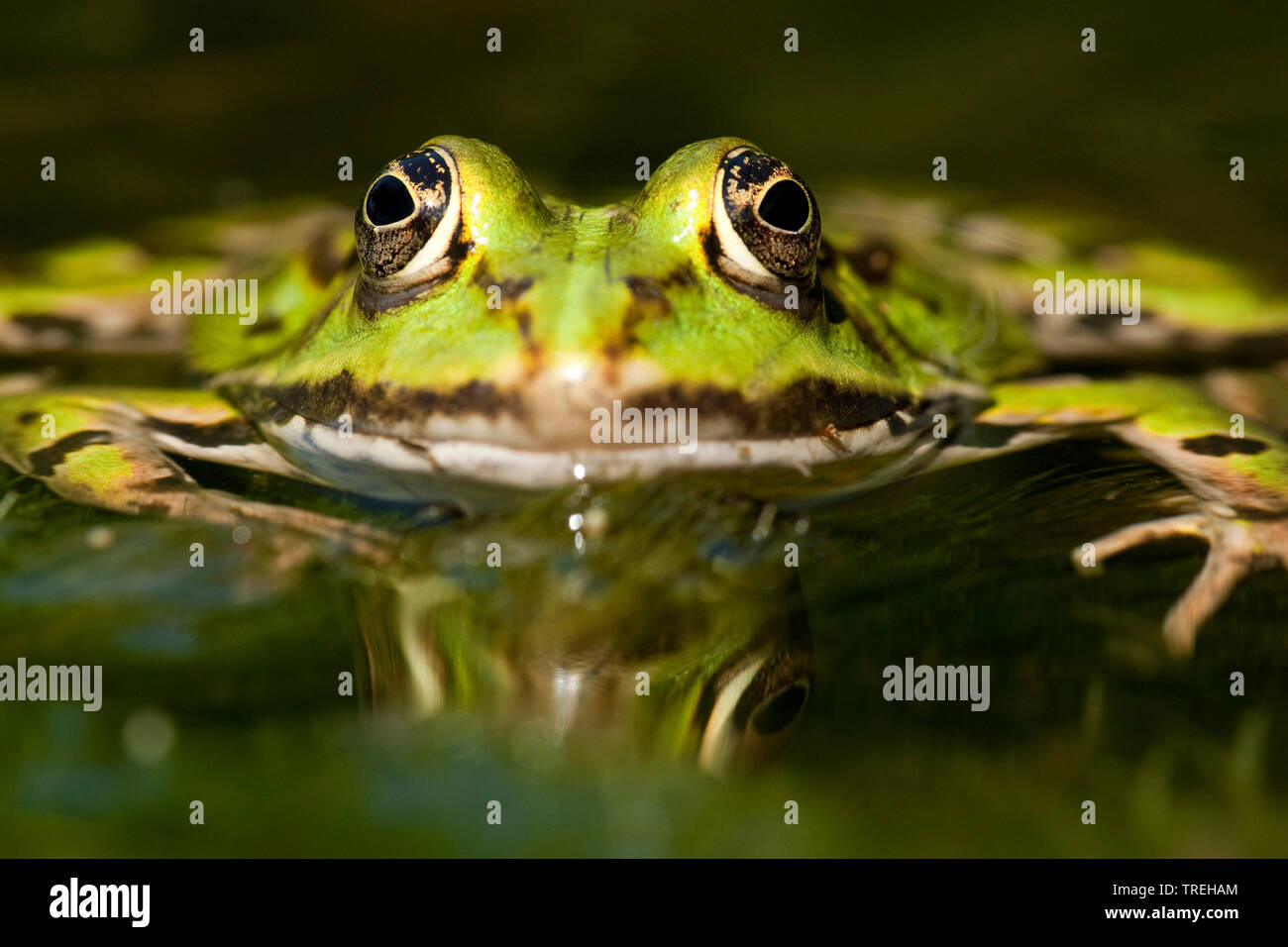 European edible frog, common edible frog (Rana kl. esculenta, Rana ...