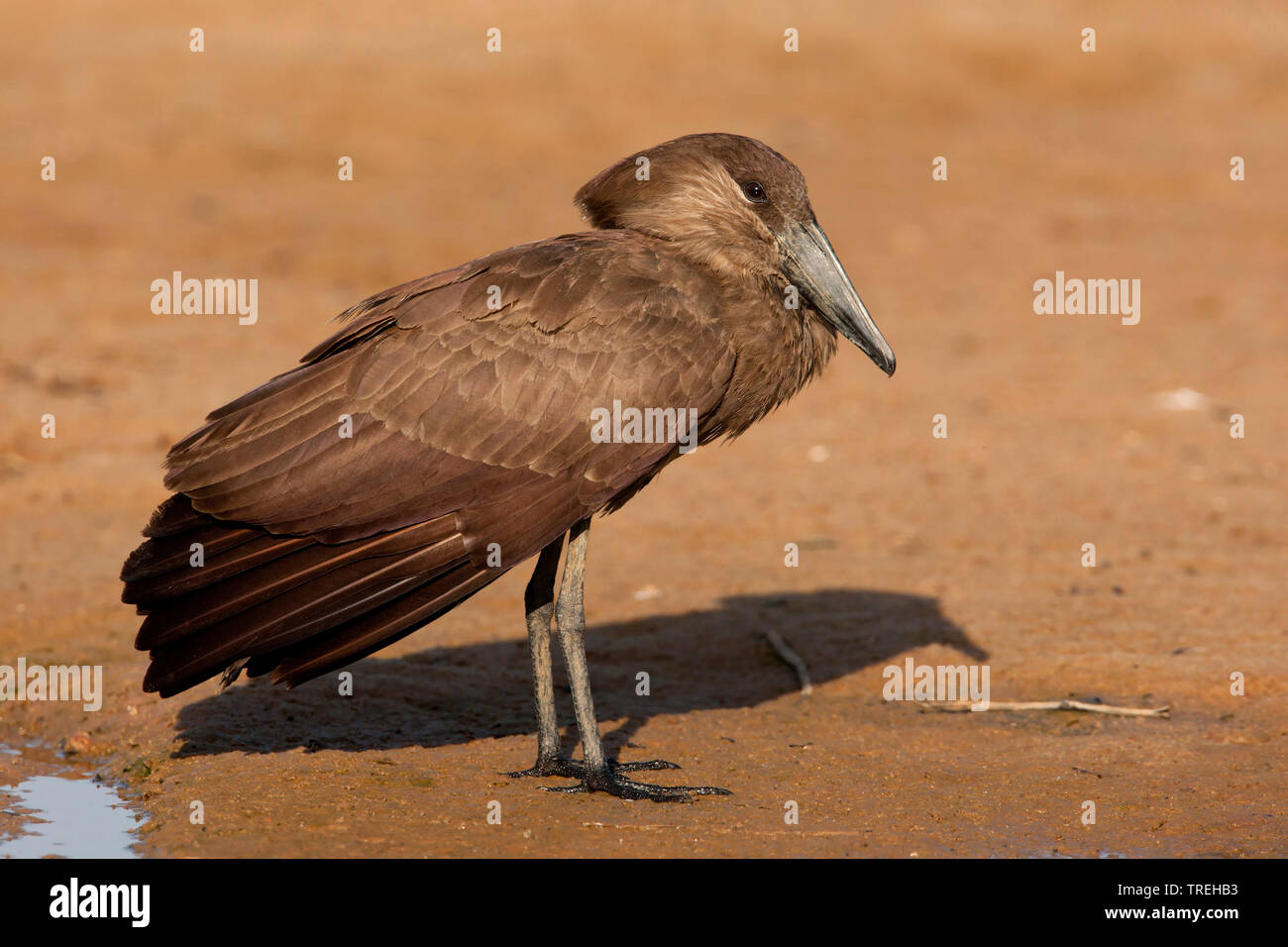 Hamerkop scopus umbretta single bird hi-res stock photography and ...