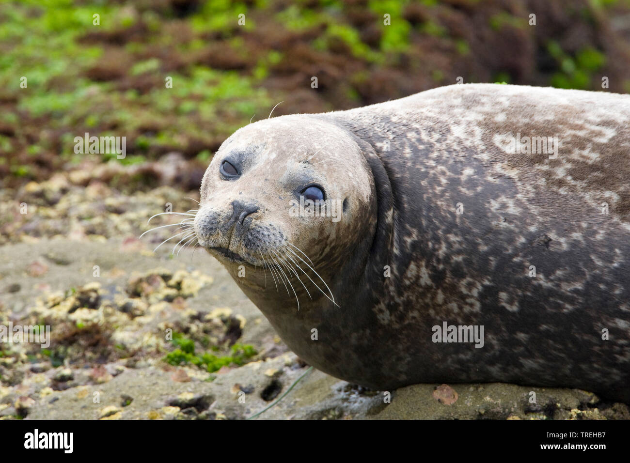 Pacific harbor seals, harbor seal, common seal (Phoca vitulina ...