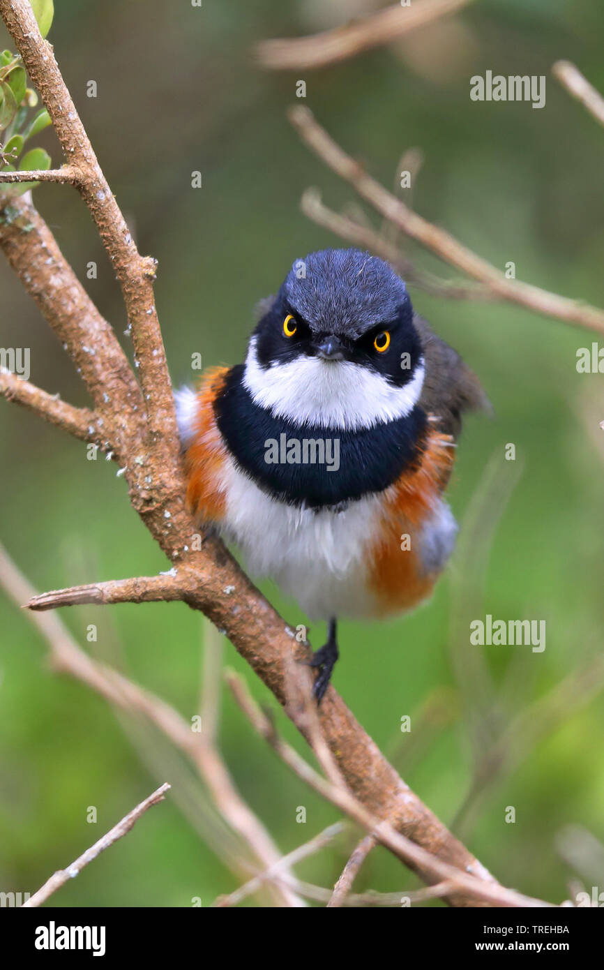 Batis bird hi-res stock photography and images - Alamy