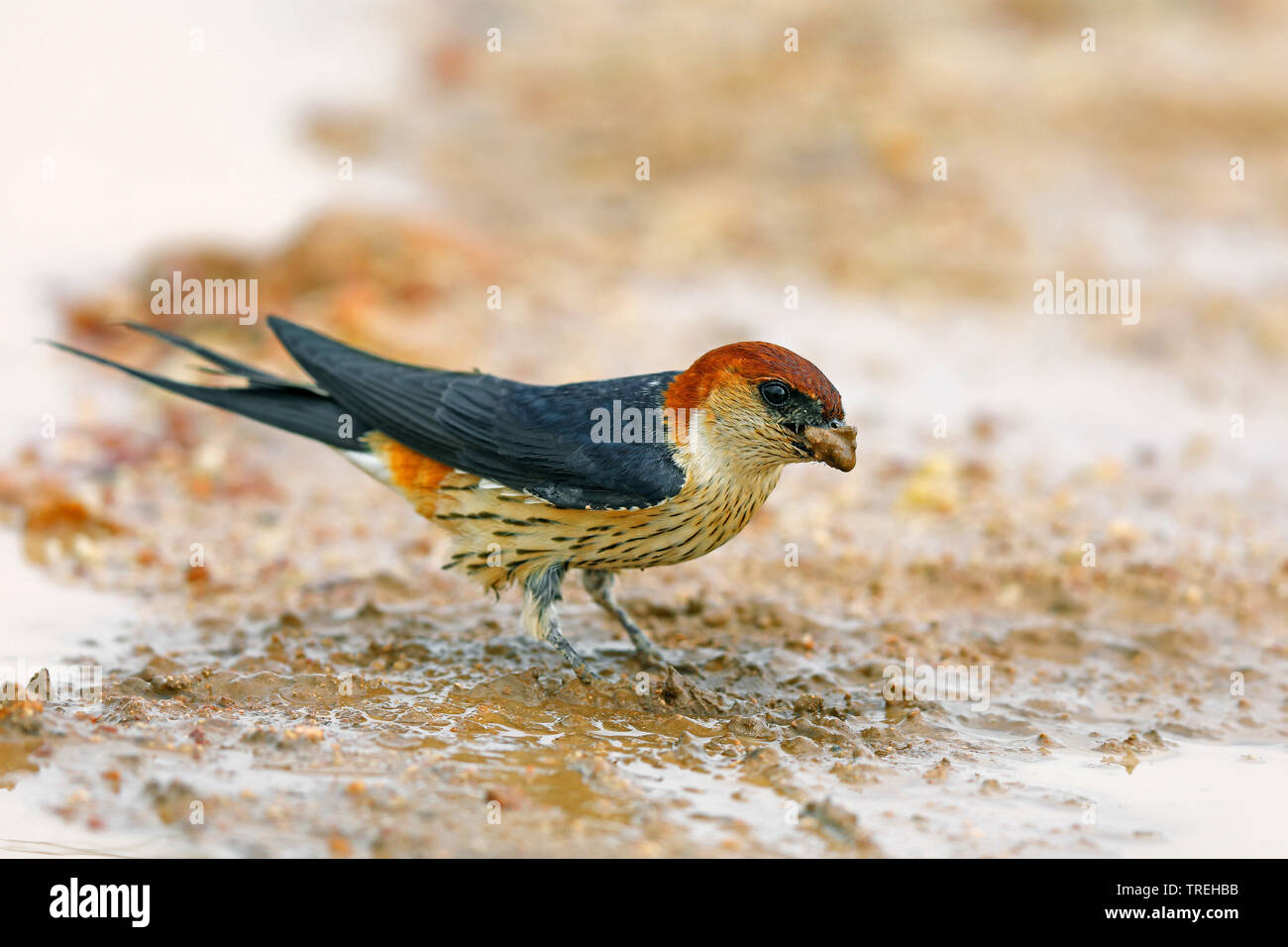 South African Swallow High Resolution Stock Photography and Images - Alamy
